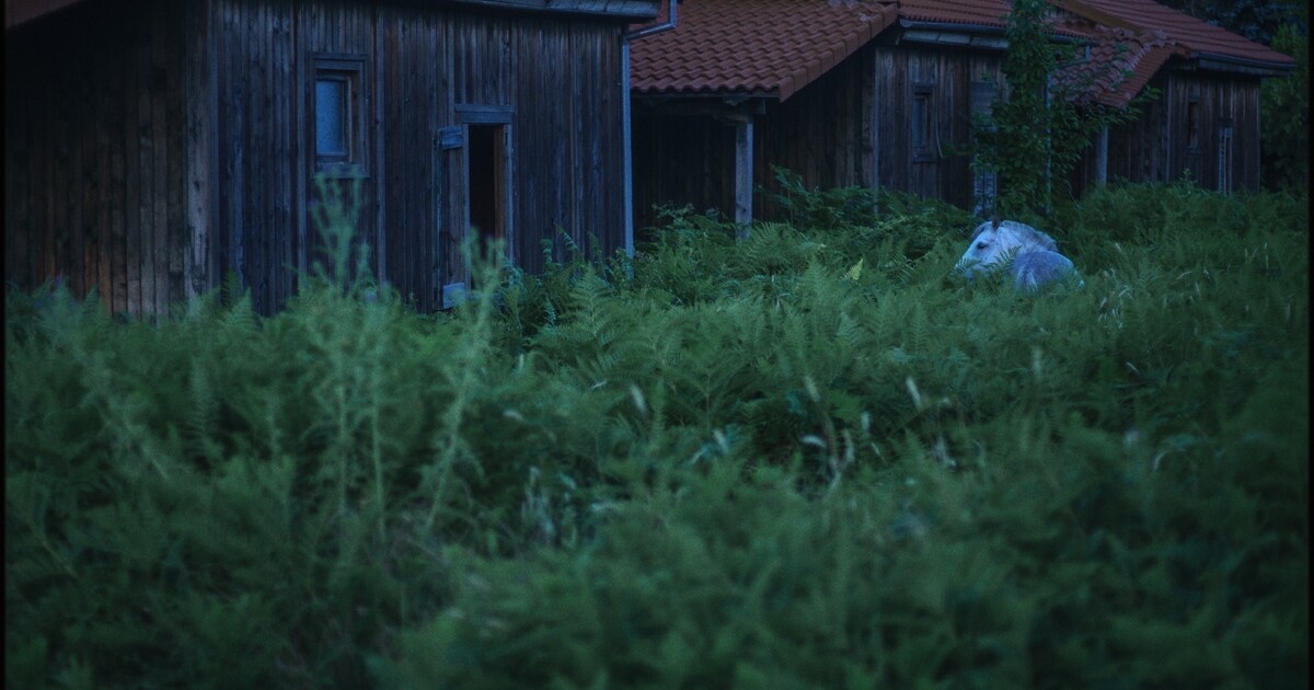 Janis Rafa neemt de relatie tussen mens en dier onder de loep in haar ...