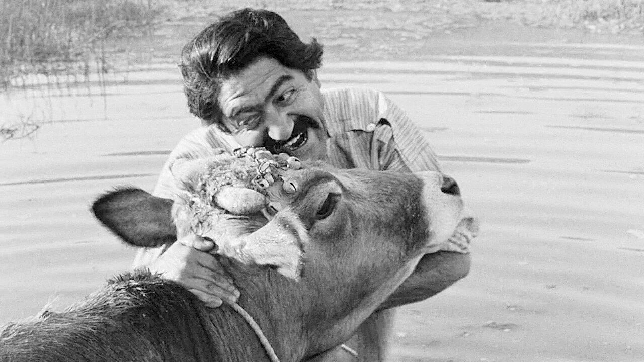 De Iraanse filmmaker Dariush Mehrjui (1939-2023) had een scherp oog ...