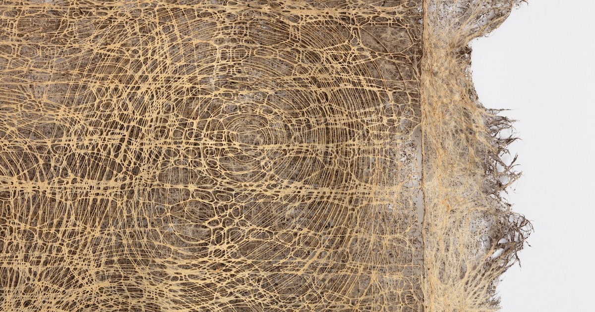 Diana Scherer maakt kunst van plantenwortels: ‘Eigenlijk kweek ik ...