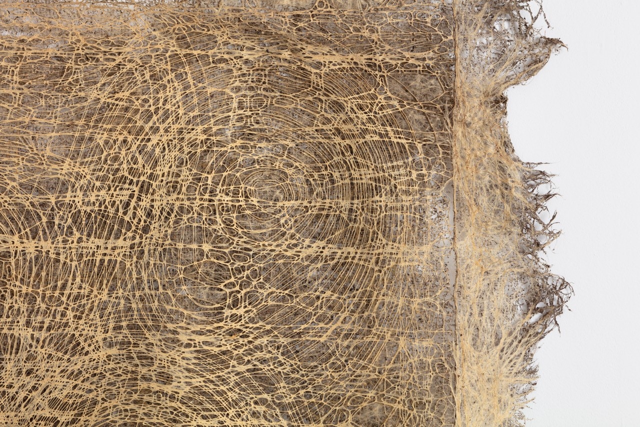 Diana Scherer maakt kunst van plantenwortels: ‘Eigenlijk kweek ik ...