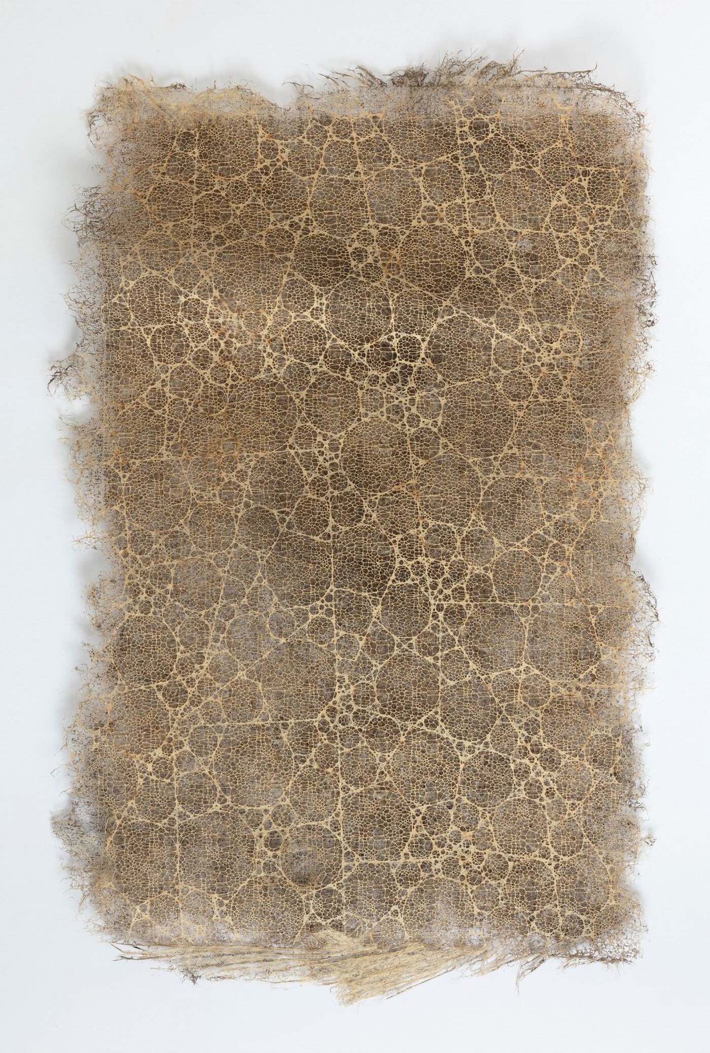 Diana Scherer maakt kunst van plantenwortels: ‘Eigenlijk kweek ik ...