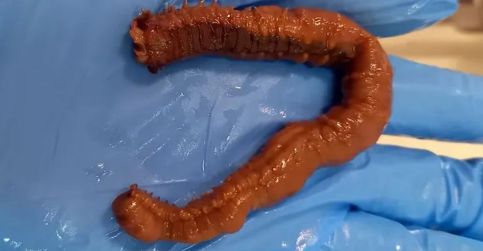 Reuzenworm duikt op in Noordzee: ‘Exemplaren van wel 65 centimeter ...