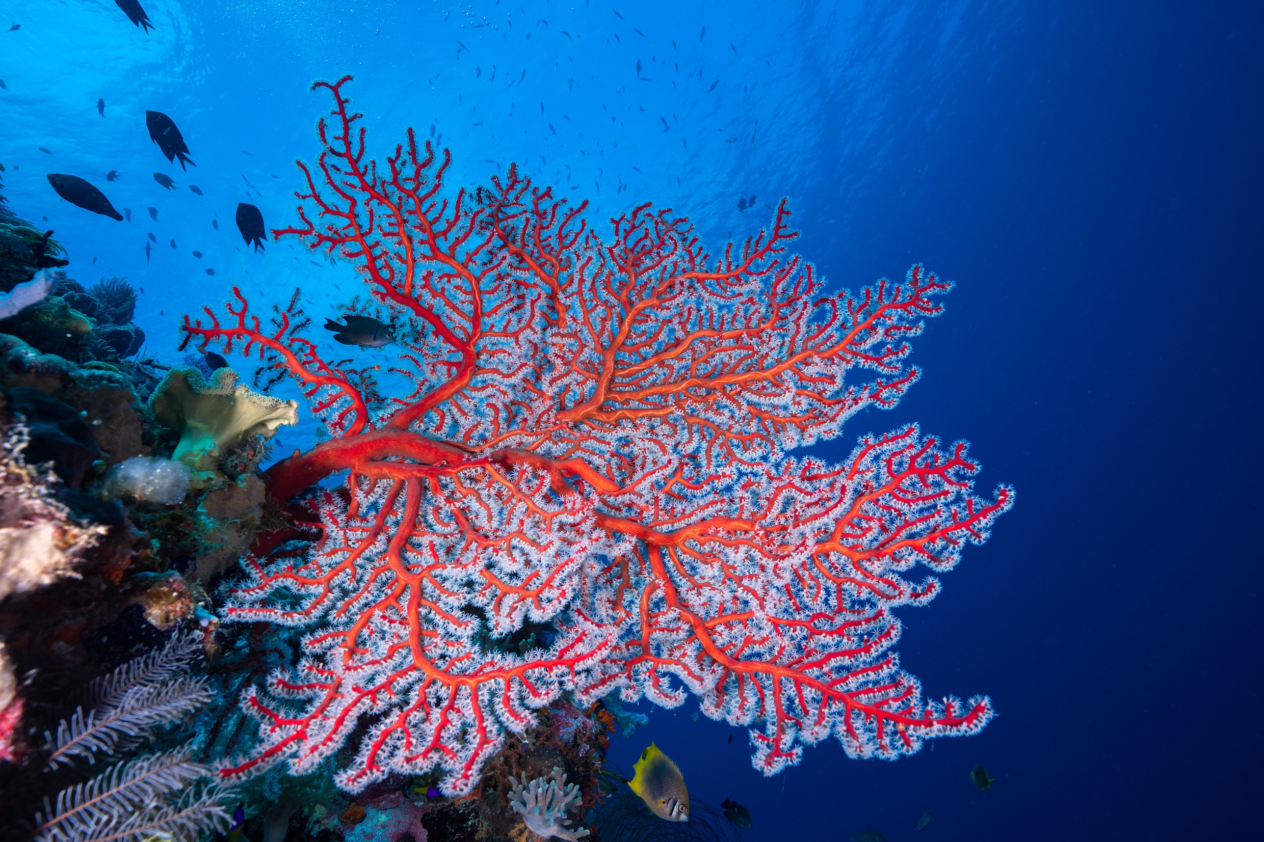 Marien bioloog ziet kans op herstel: ‘Koralen zijn stoer, ze hebben de ...