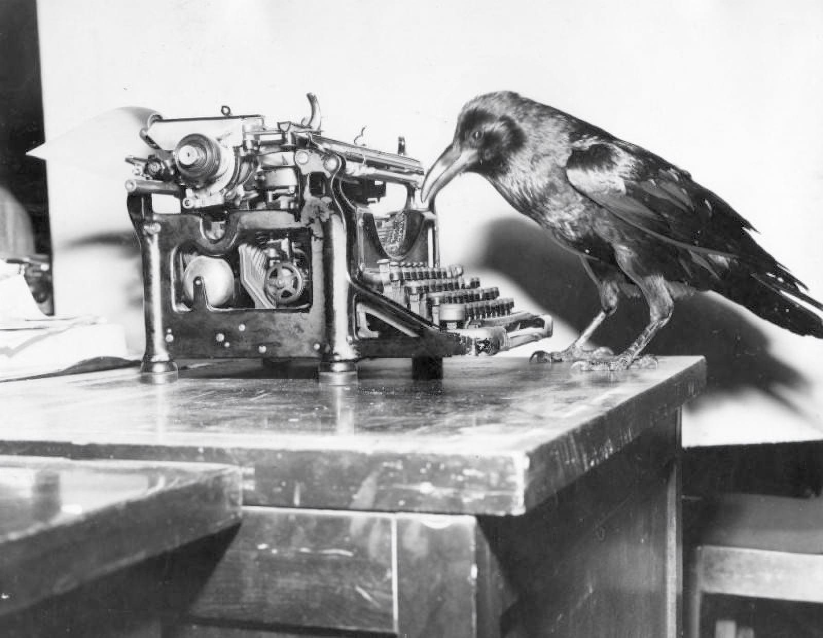 Jimmy de raaf hoort er in kerstfilm gewoon bij; we zitten allemaal in ...