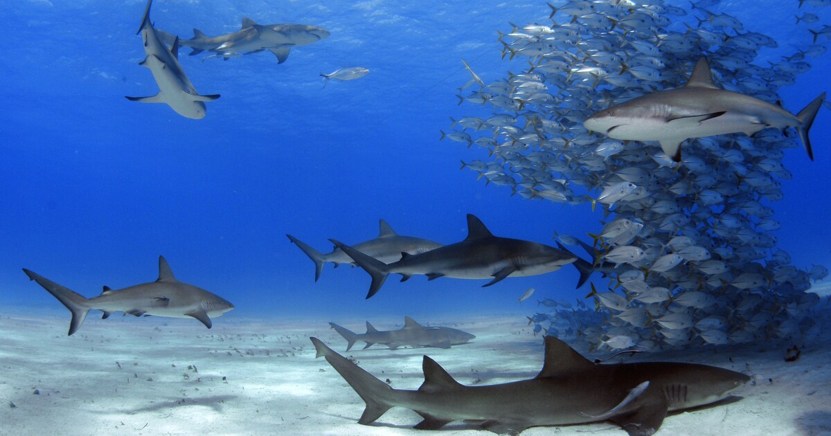 Internationale natuurbeschermers: ruim 44.000 dieren- en plantensoorten ...