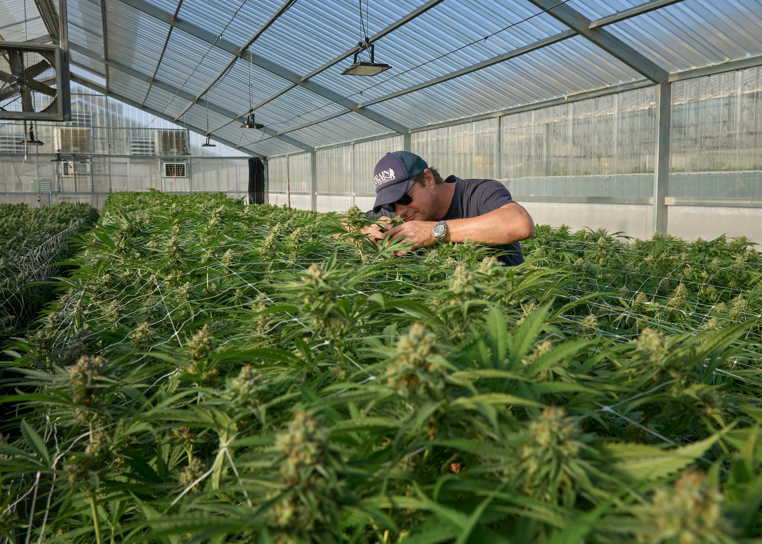 Deze Amsterdamse cannabisboeren bouwen aan een Thais wietimperium: ‘Je schaamt je toch dood dat ...