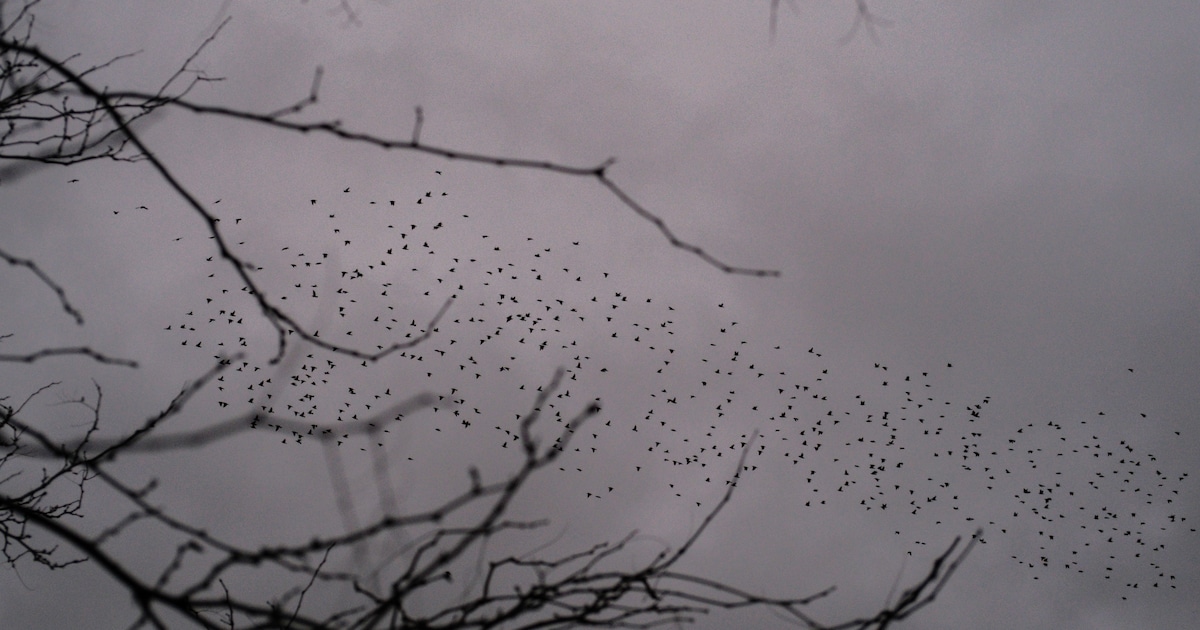 Ik vrees dat ik een neurotische, onhandig botsende spreeuw zou zijn ...