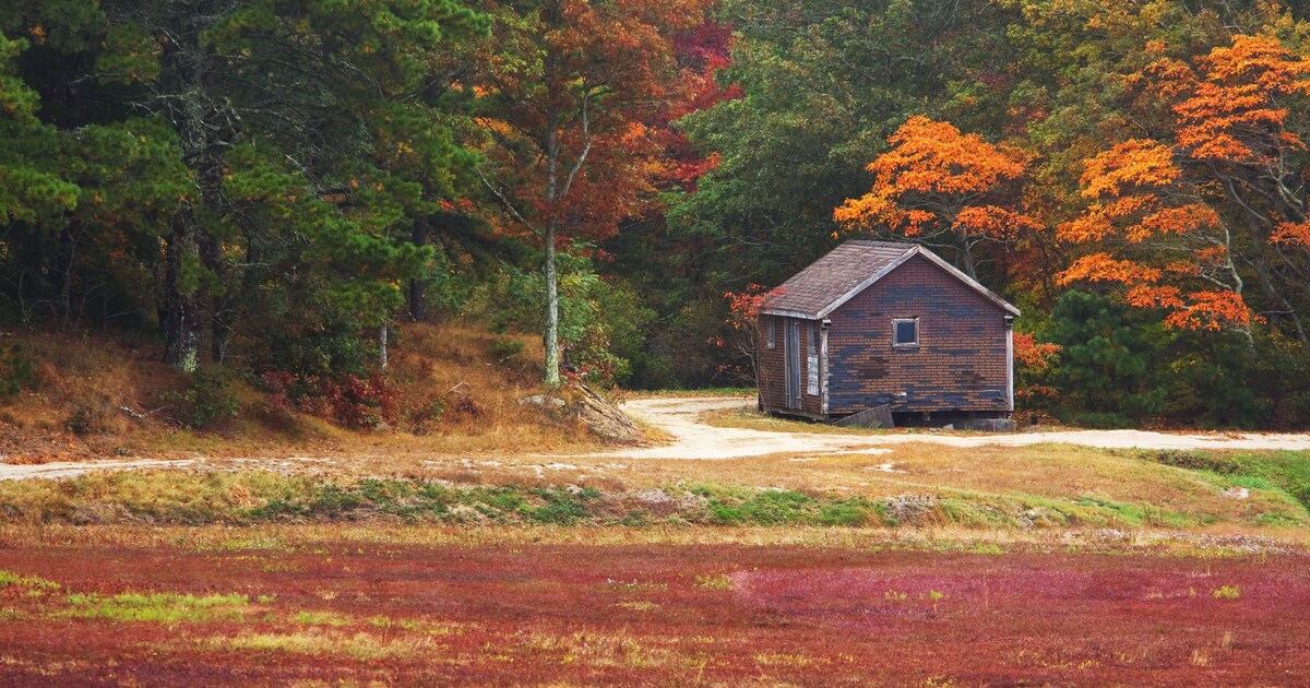 Boekrecensie: Daniel Masons North Woods is een virtuoze lappendeken in ...