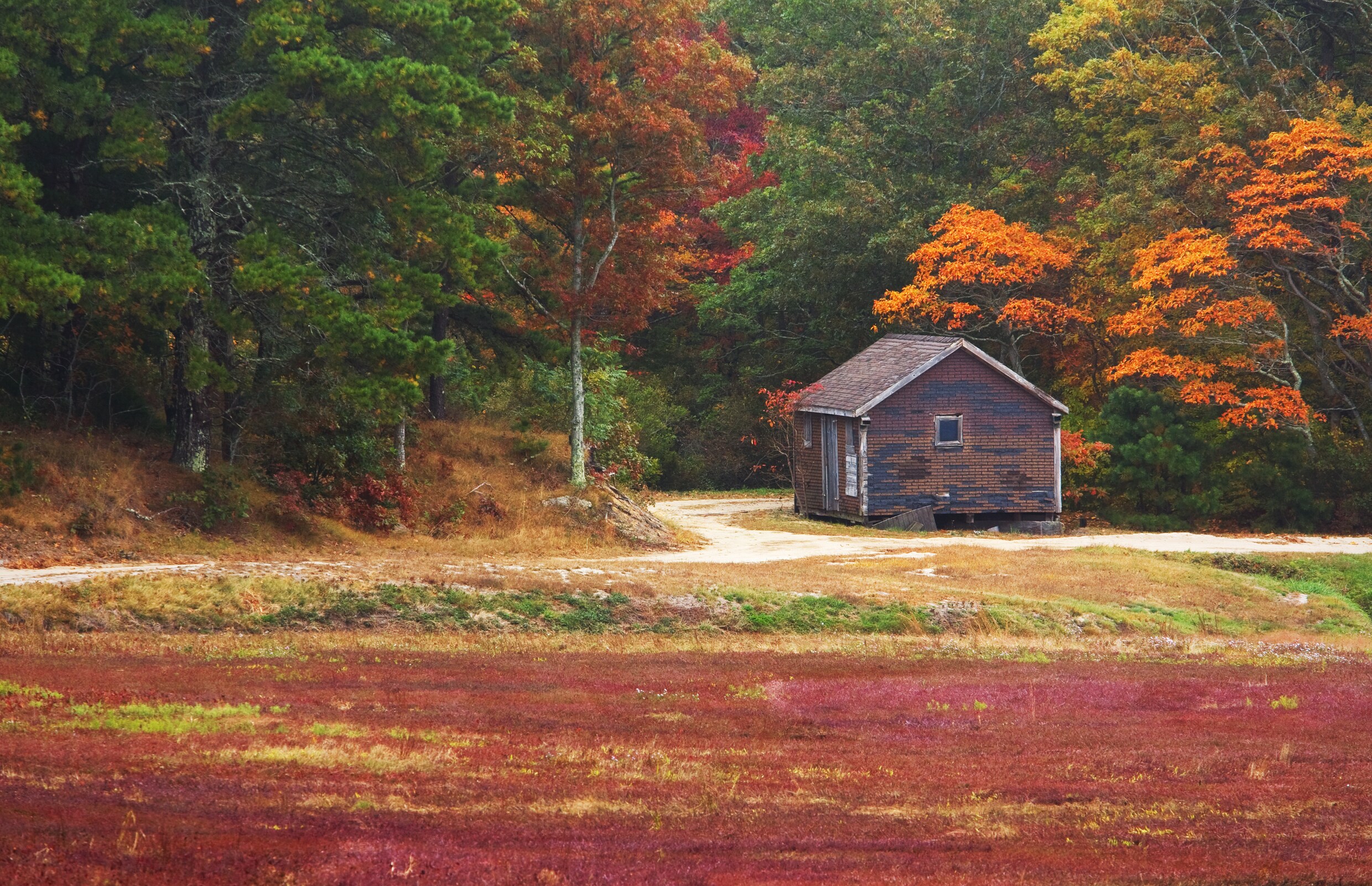 Boekrecensie: Daniel Masons North Woods is een virtuoze lappendeken in ...