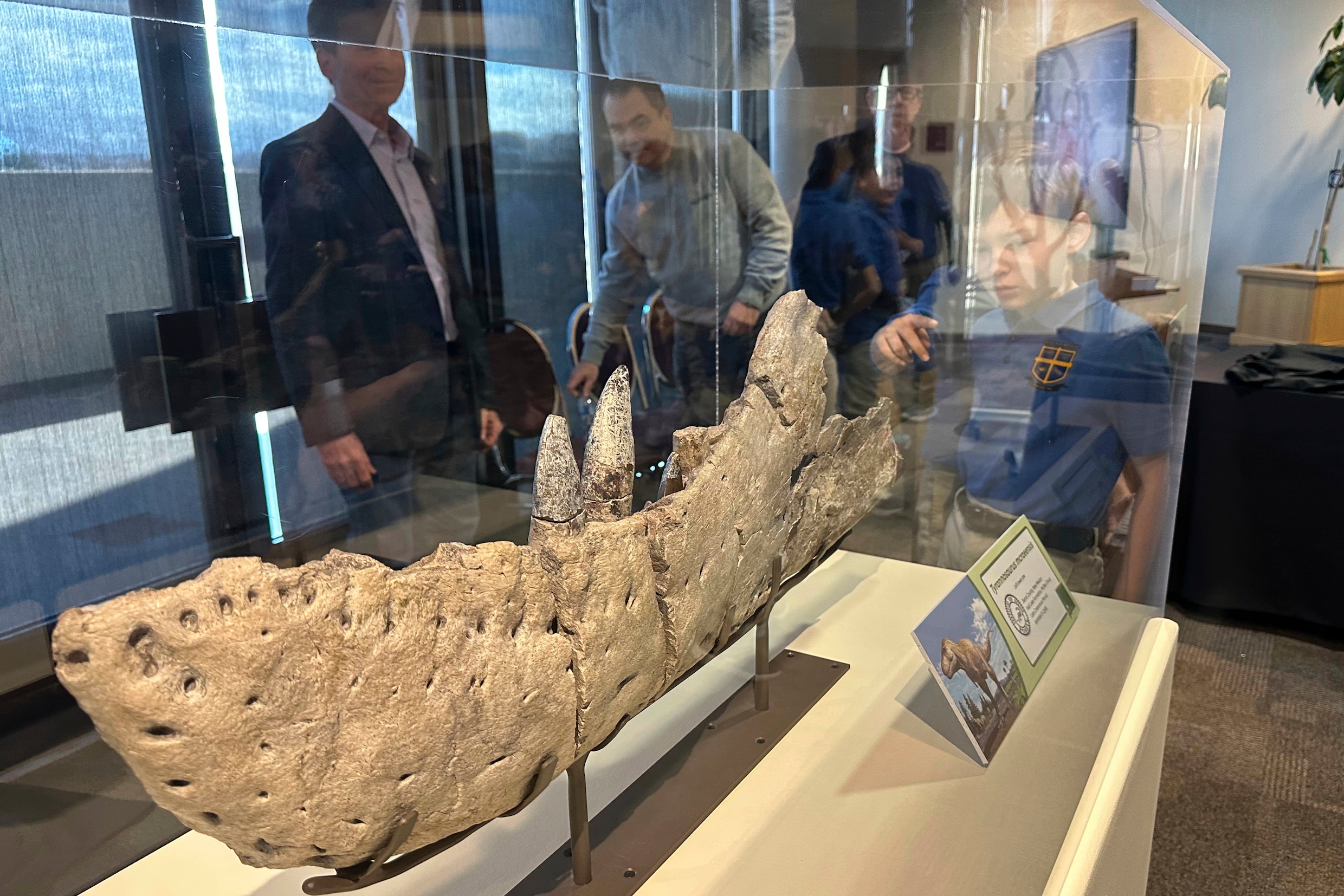 Nóg grotere dino dan de T. rex ontdekt: ‘Dit was de meest ...