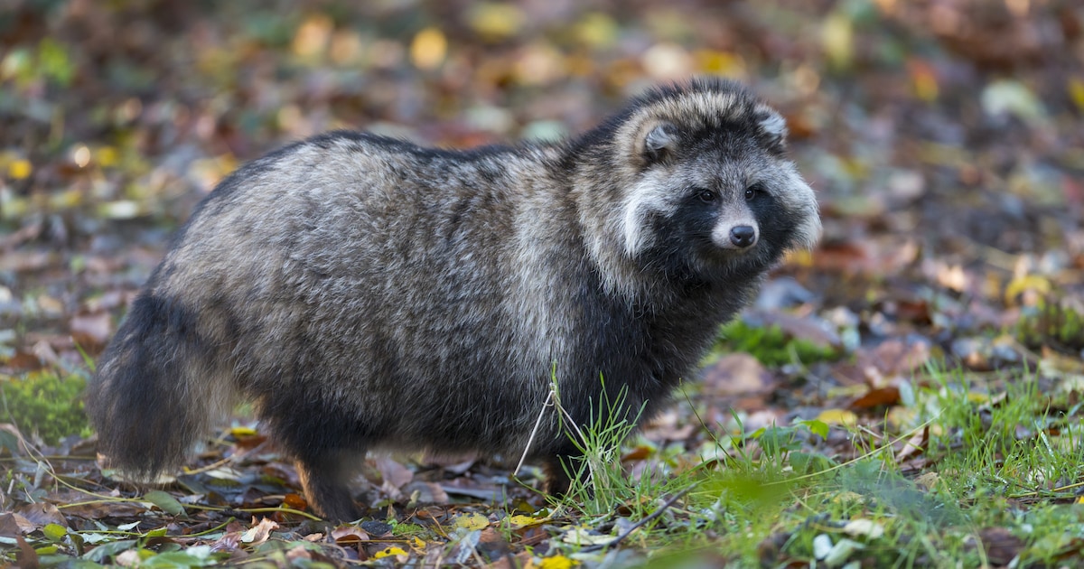 Wasbeerhond gevonden in Flevopark, eerste keer in Amsterdam: ‘Het is ...
