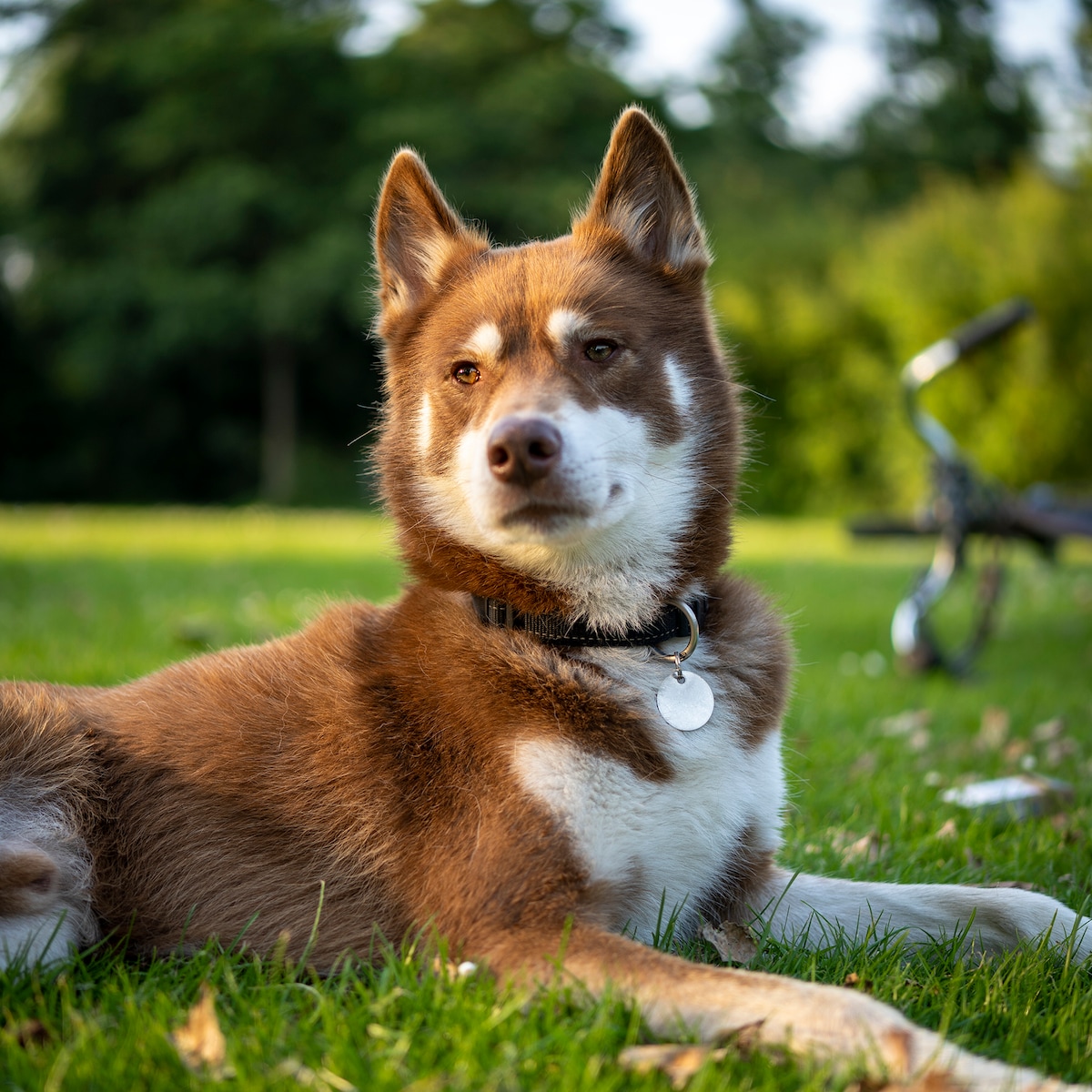 Jake De Hond Gezichtsverf