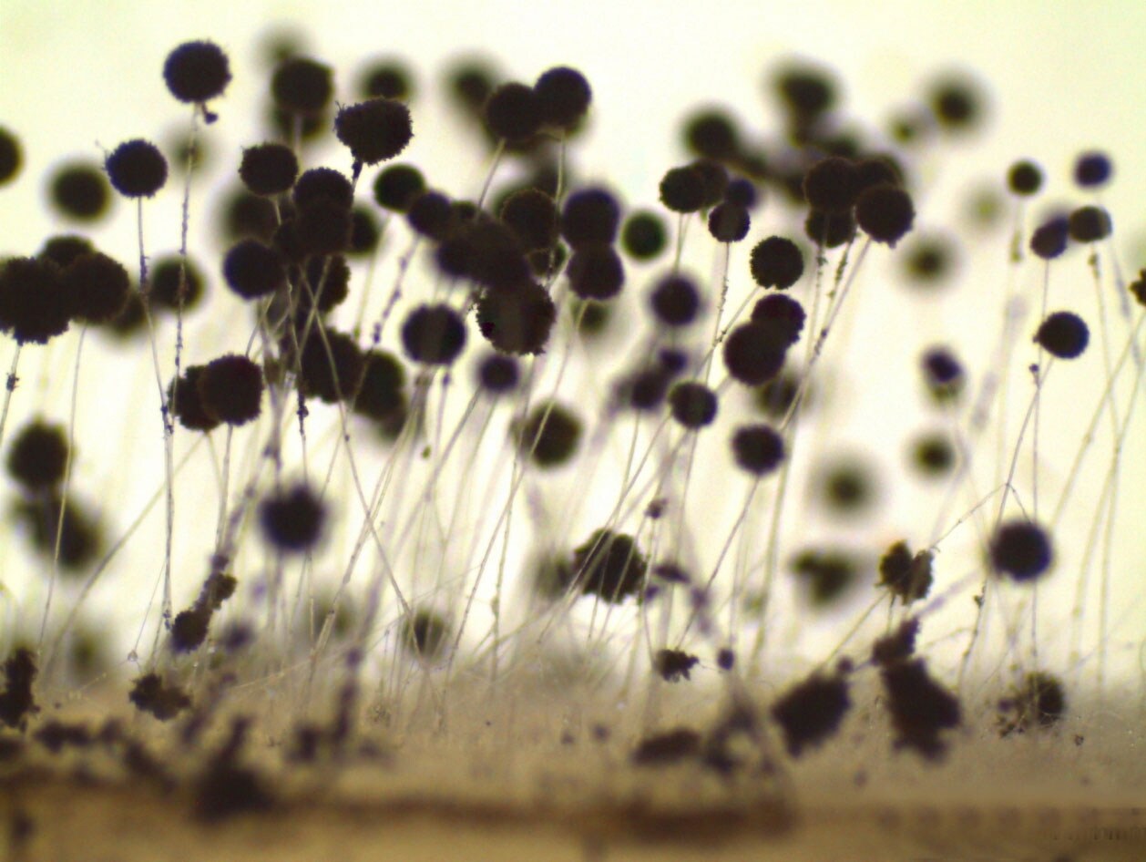 Hoe schimmels ons kunnen helpen bij de verduurzaming (van kaas maken tot het afbreken van ...