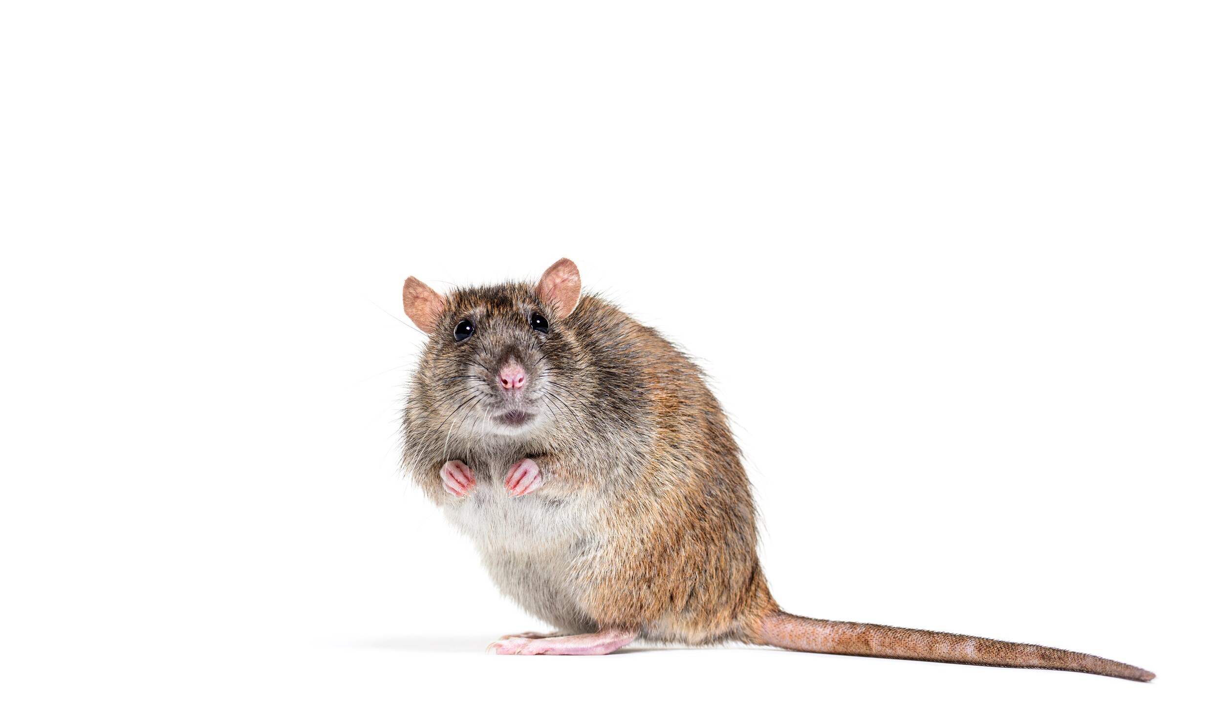 Deskundigen pleiten voor een ratvriendelijk Amsterdam: ‘Wij ...