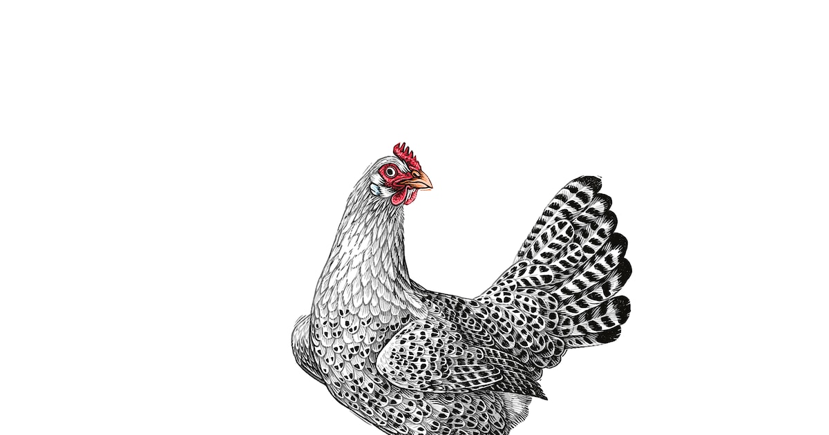 Recensie: Een kinderboek over de kip, het meest mishandelde dier op ...