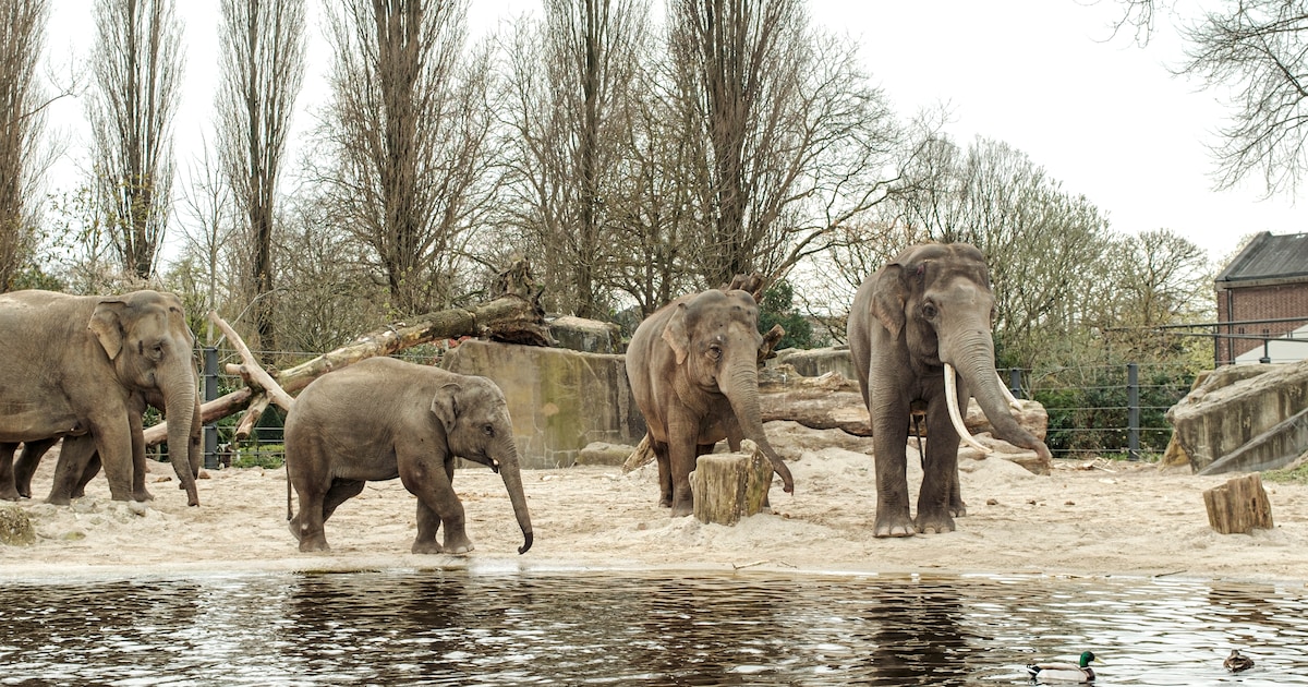 ‘Het gonsde meteen’: Artis heeft een nieuwe olifant. De hoop is dat hij voor nieuw nageslacht ...