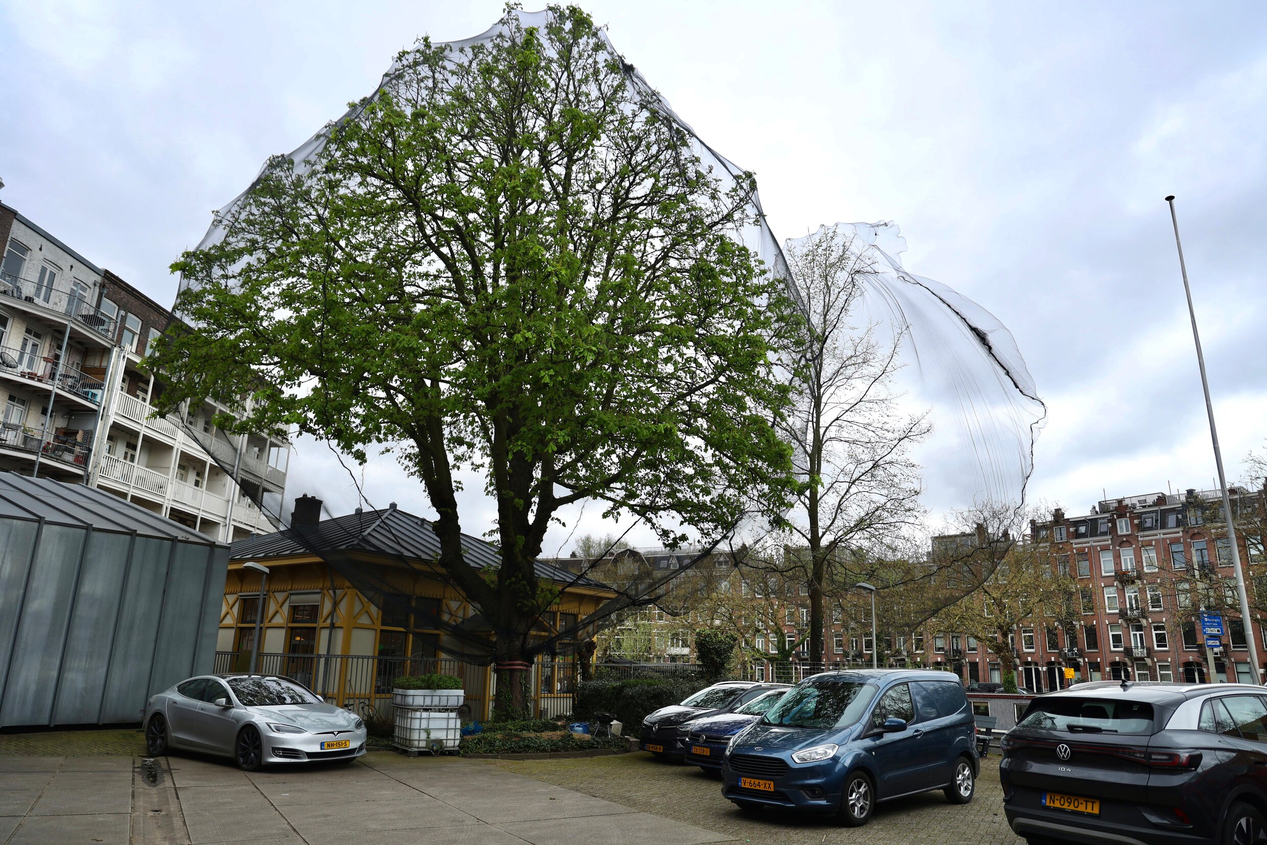 Waarom zijn de bomen tegenover de Nassaukade ingepakt met netten? | Het ...
