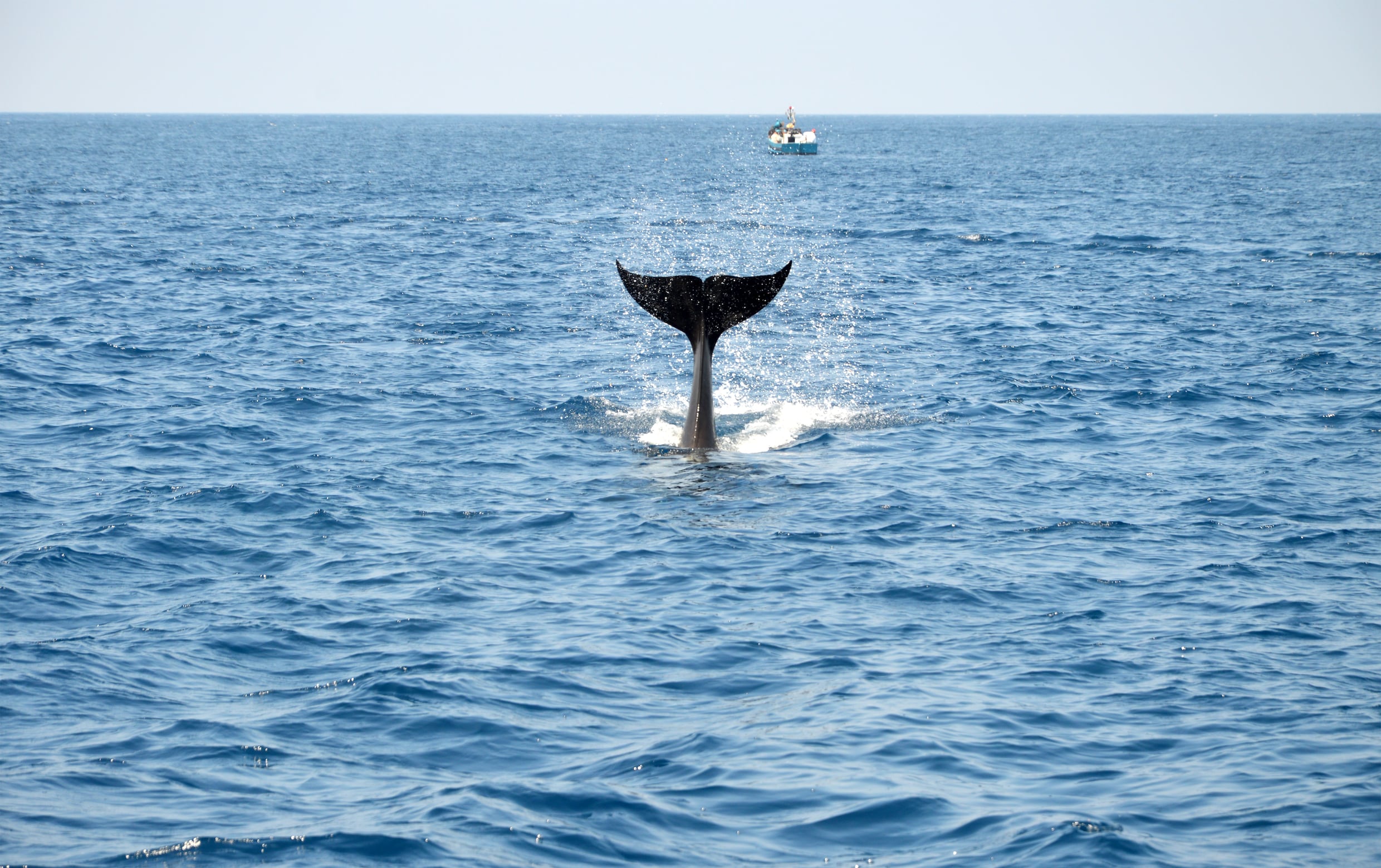 Orka’s vallen bij Gibraltar ene na de andere zeilboot aan: ‘Als een ...