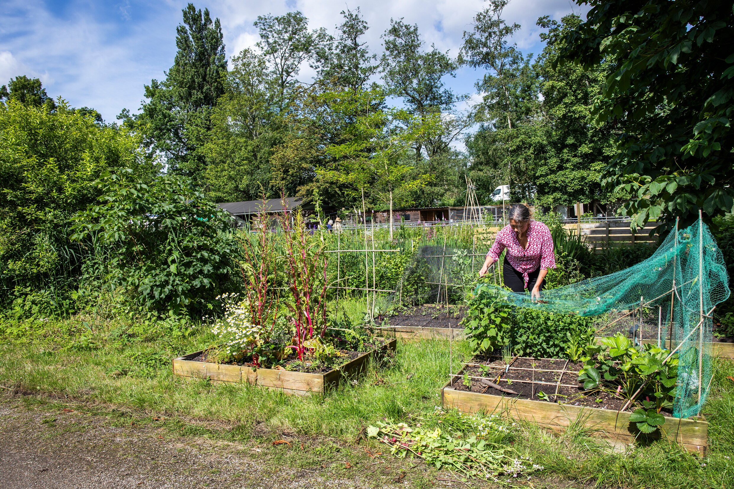 Loodverontreiniging in Amsterdamse volkstuinen? Tuinders maken zich ...