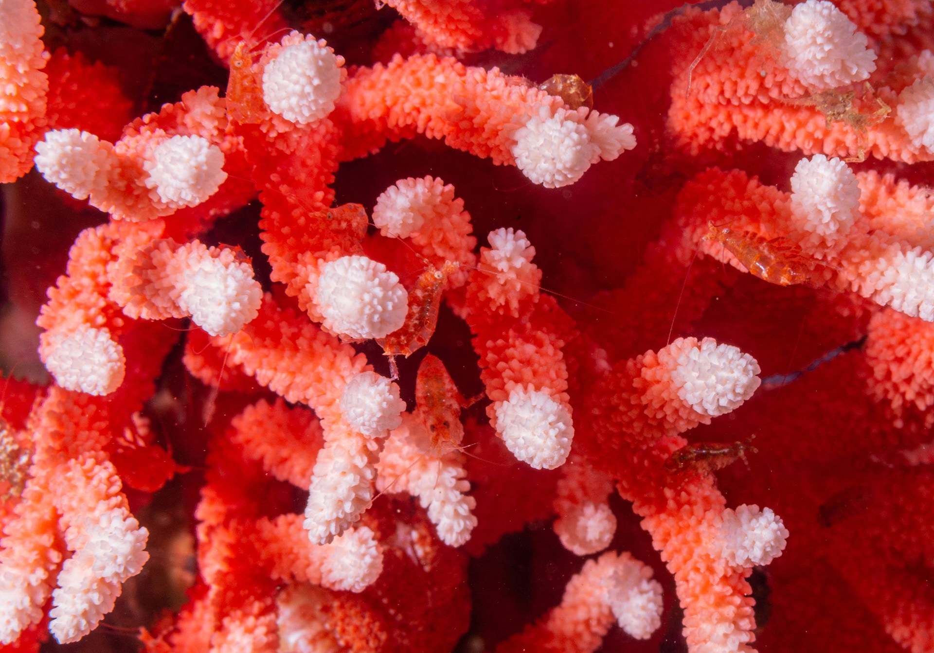 Nieuw kilometerslang koraalrif ontdekt in de diepzee bij Curaçao ...