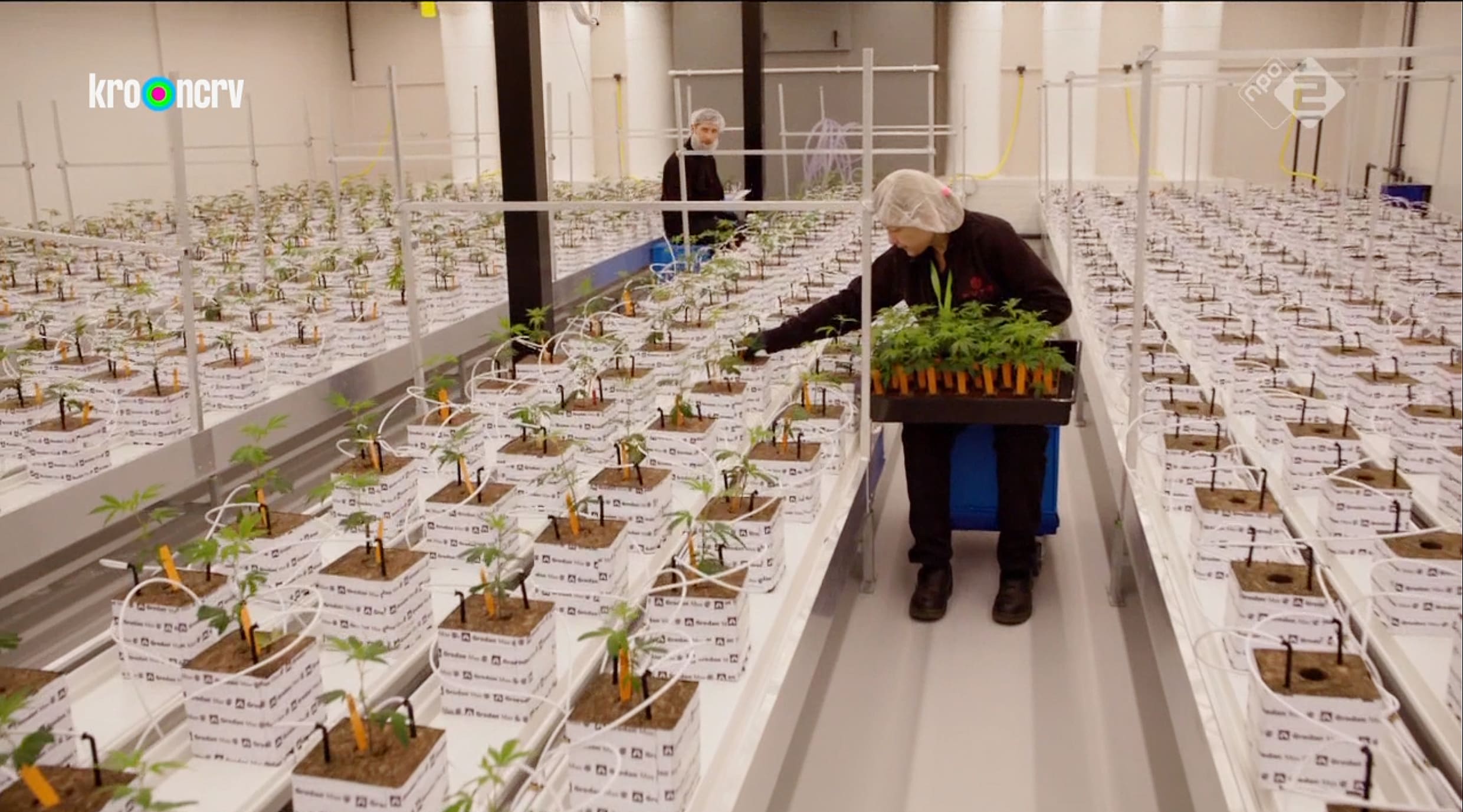 Hoe een goedbedoeld wietexperiment door kafkaëske toestanden de nek om ...