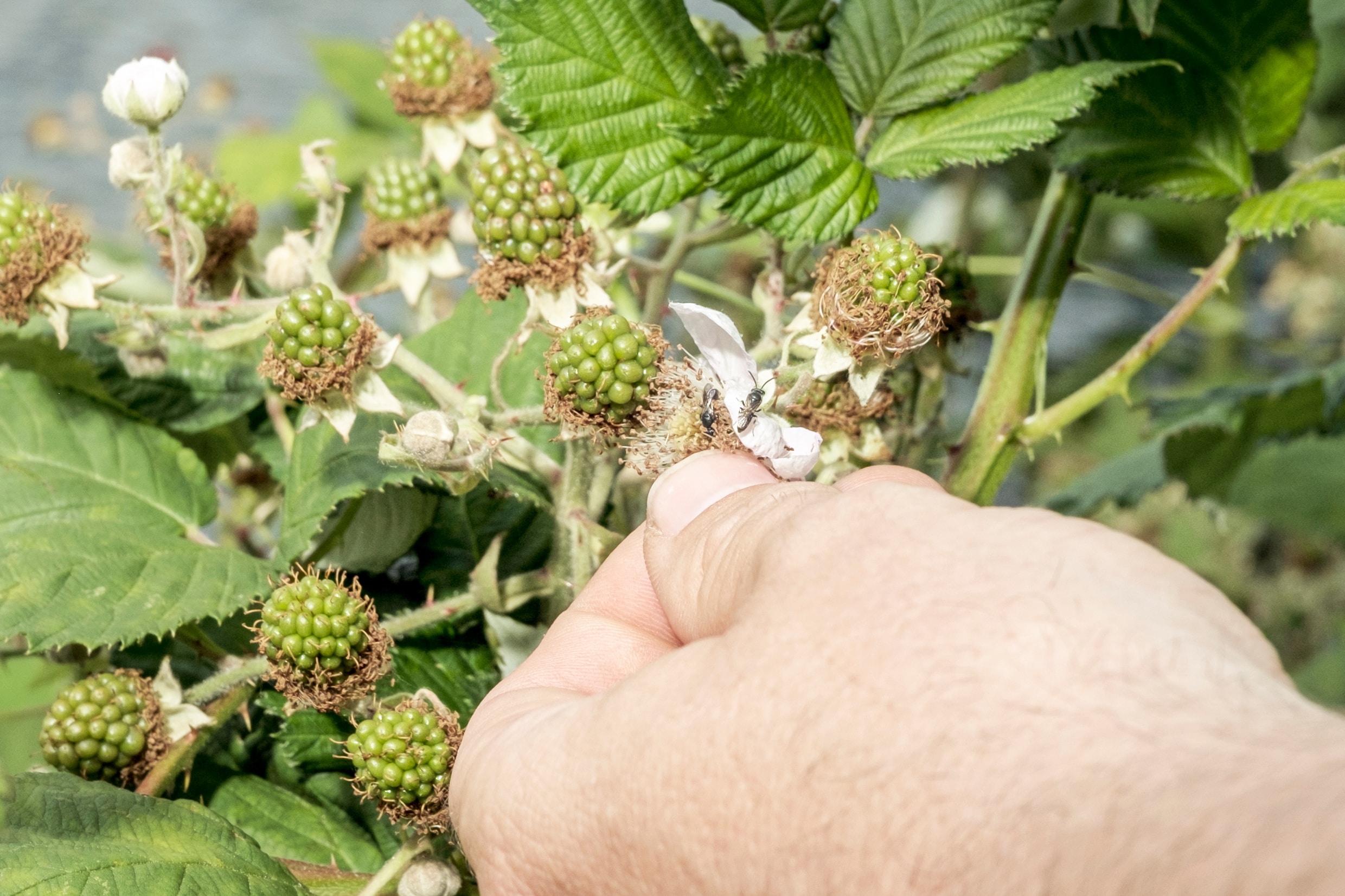 Bij De Ceuvel maken zwemmers plaats voor bijen: ‘We gaan wel een groot ...