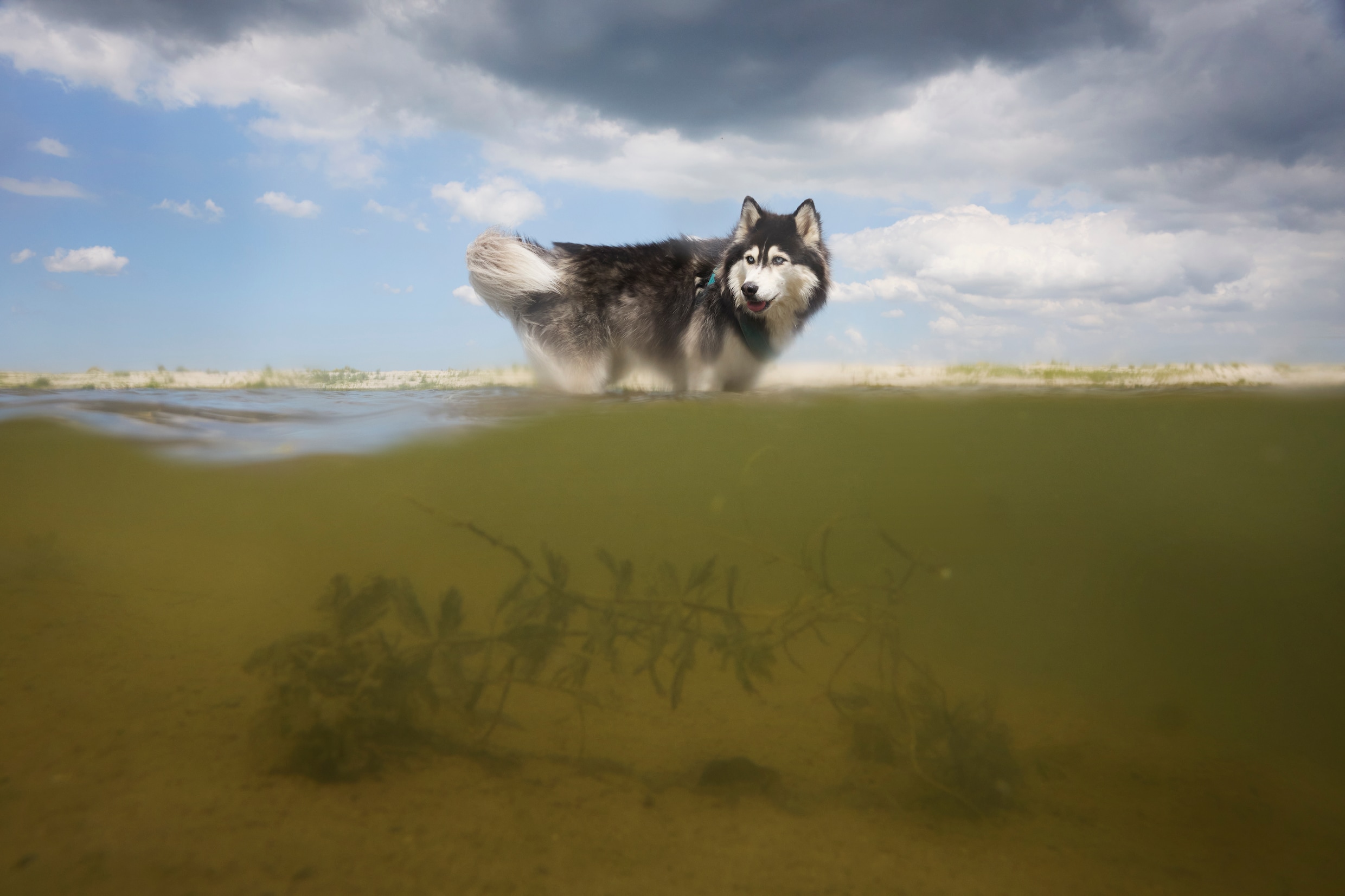 Het leven boven én onder water in een foto: ‘Amsterdam is een waterstad ...
