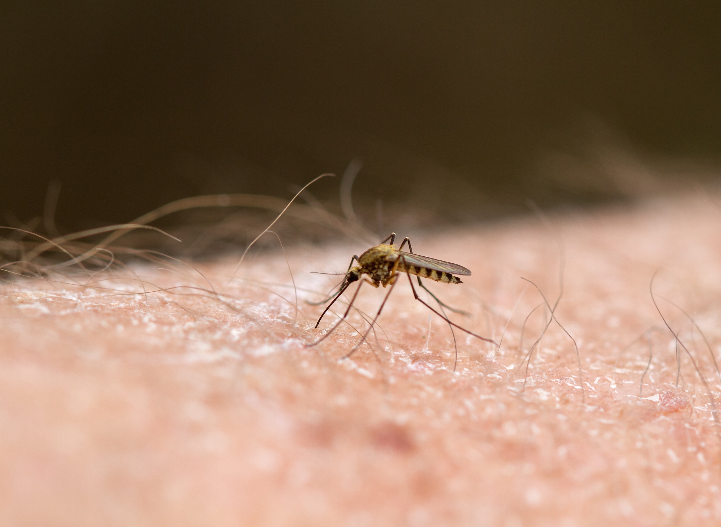 Opinie van een muggenexpert: ‘Muggen steken niet, ze bijten. En zo vaak ...