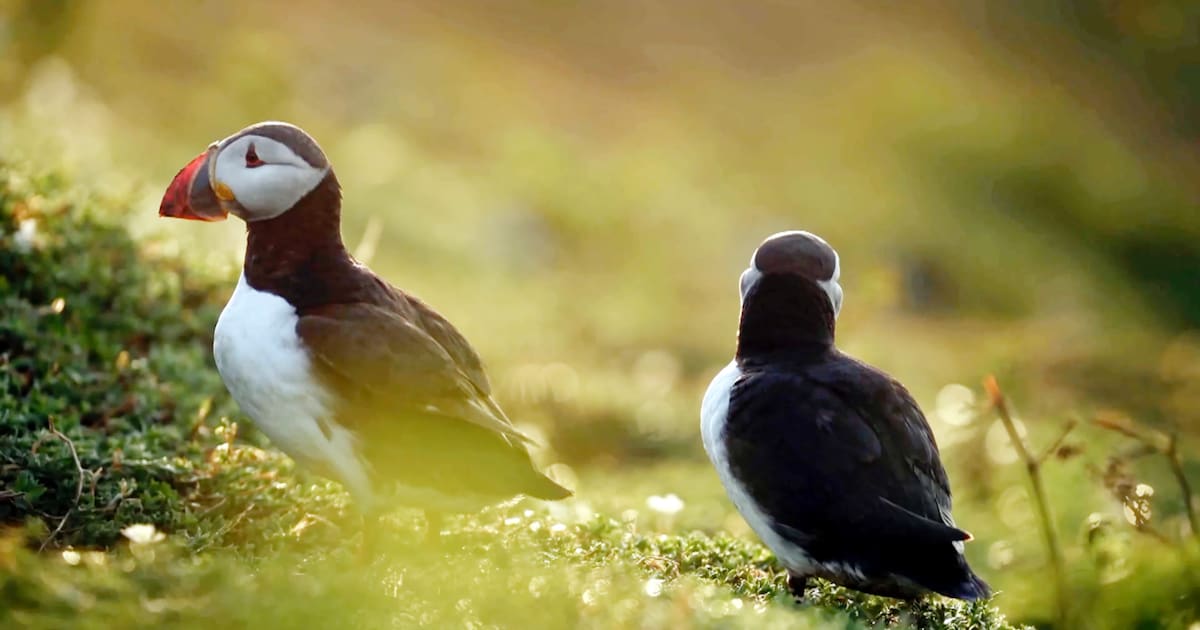 Eindelijk weer eens wat goed nieuws uit de natuur: soms kan het ...