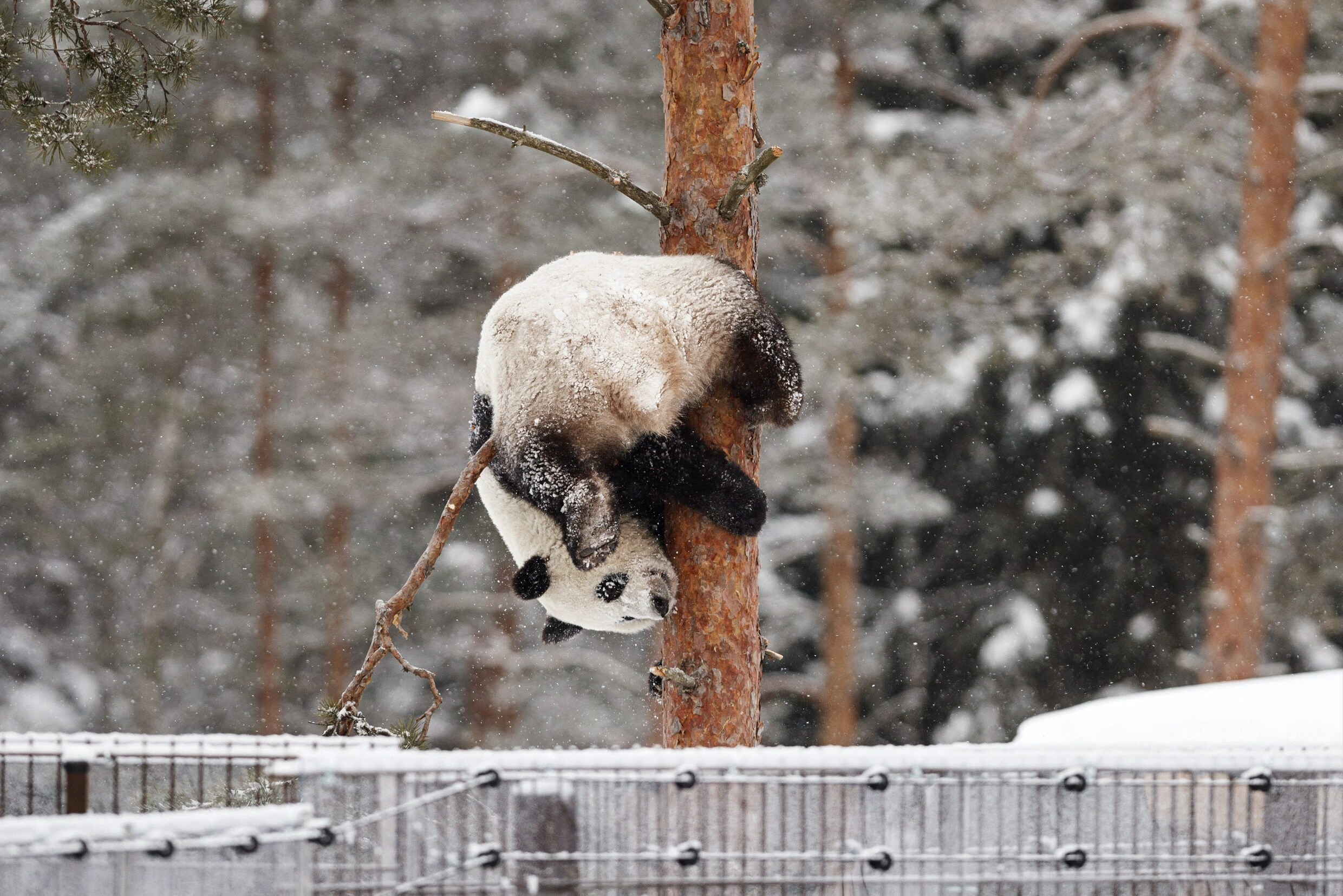 Finse dierentuin stuurt panda’s Lumi en Pyry terug naar China vanwege ...