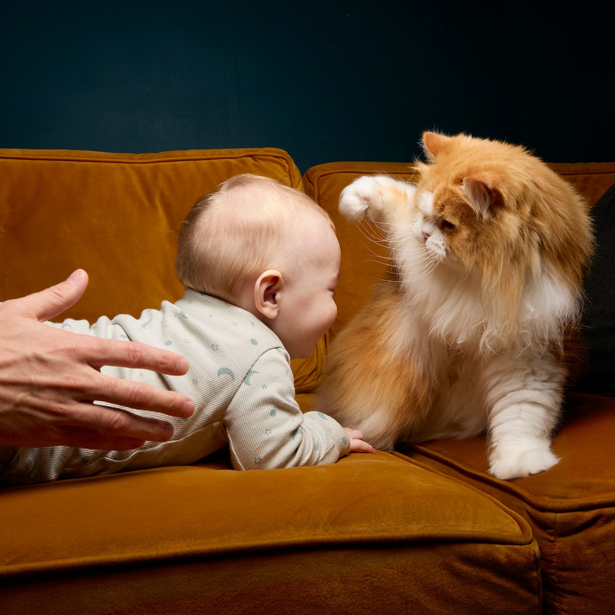 Menselijke Kat Baby Eerste Kat? Hier Moet Je Op Letten! (uitgebreide