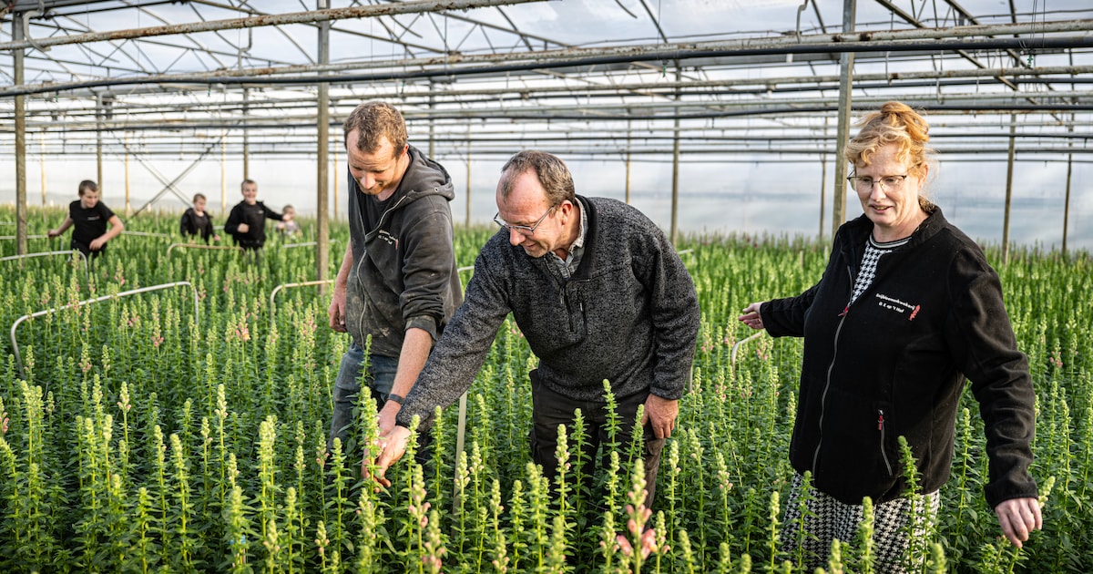 Hoe gevaarlijk is een bos bloemen? In een gemengd boeket werden 25 ...