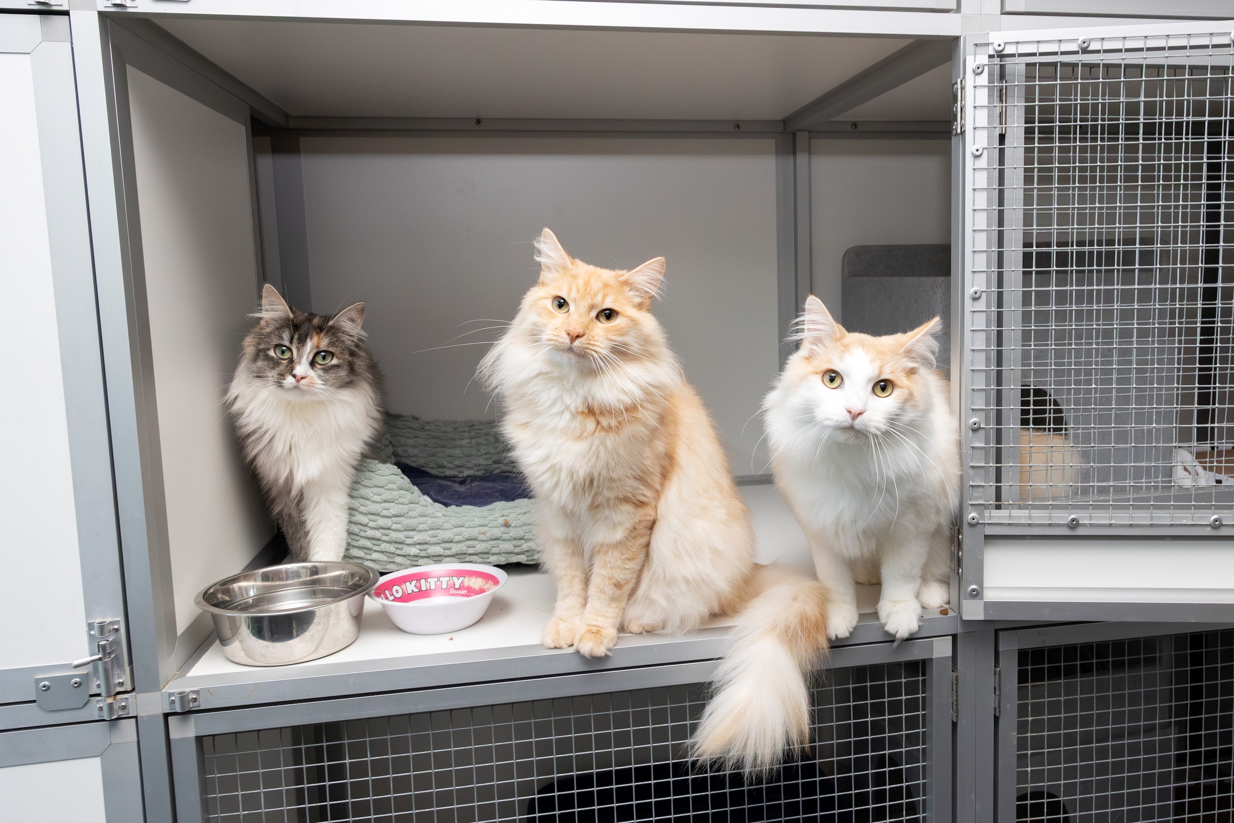 Ook raskatten eindigen in Amsterdams asiel: ‘Nu hebben we er twintig ...
