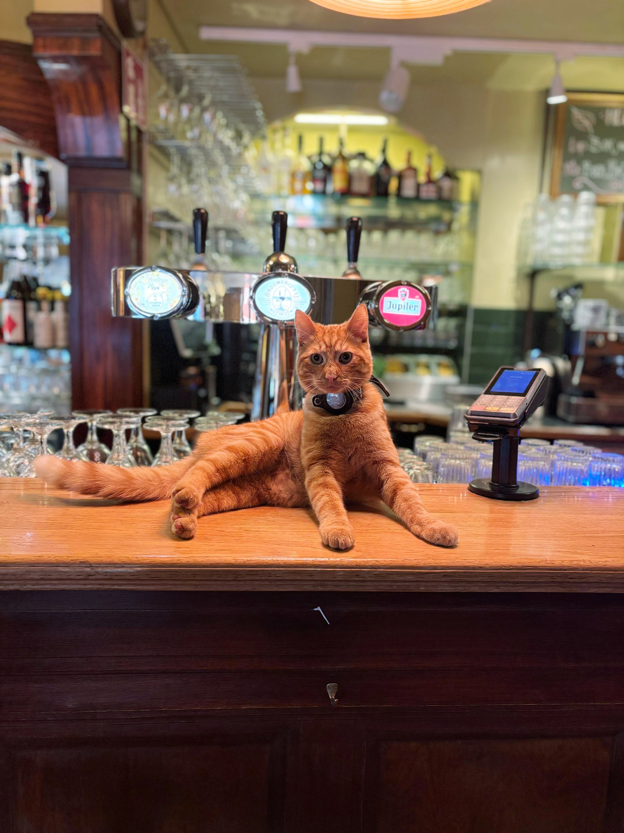Sambal, kroegkat van Café Fonteyn in Centrum, vermist: ‘Breng ’m ...