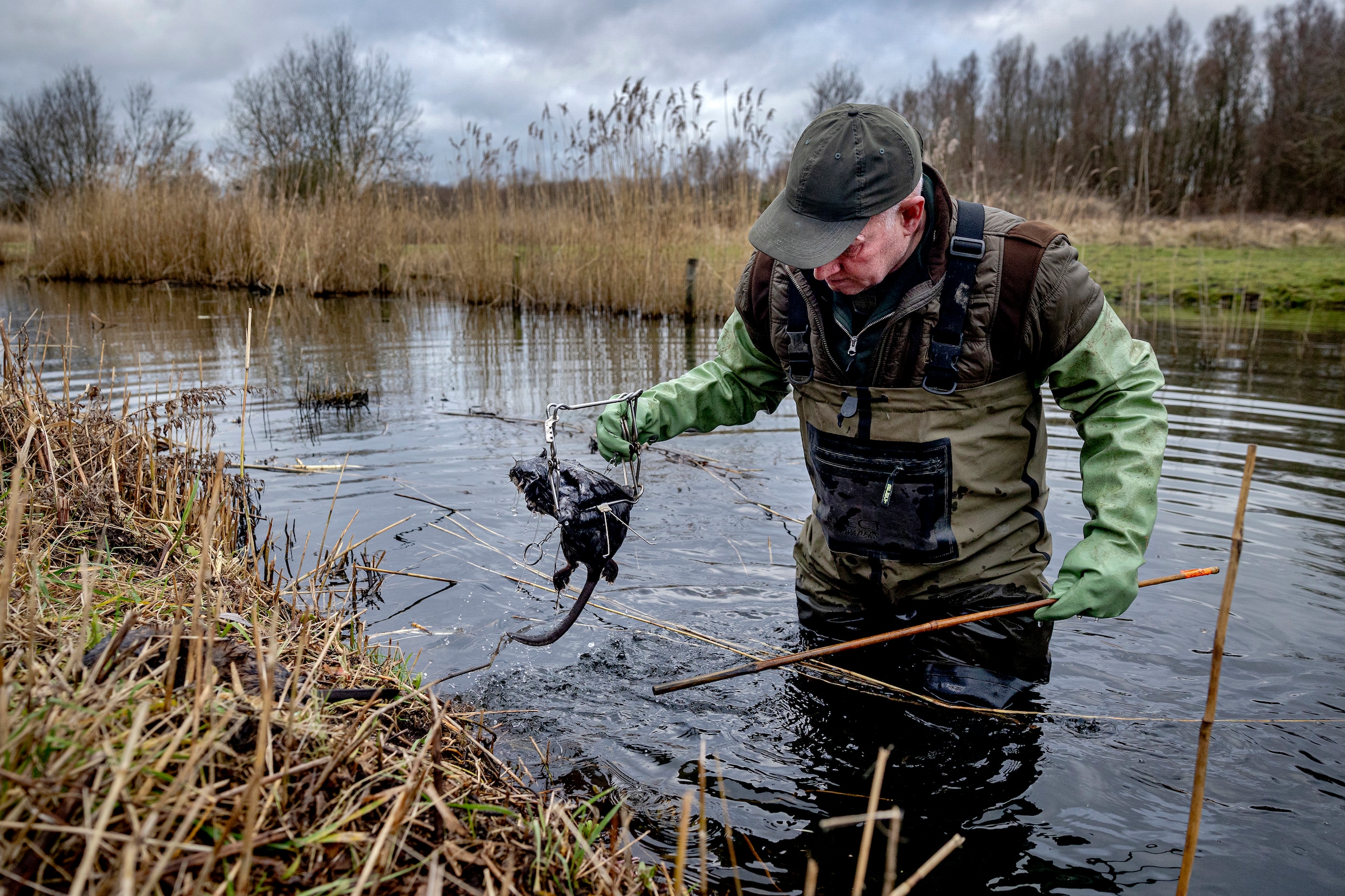 De muskusrat rukt op in Amsterdam, bestrijders hebben er hun handen vol ...