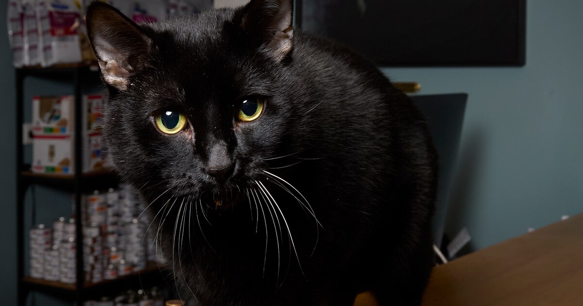 Huiskat Kikker werd geadopteerd door de dierenarts die hem opereerde ...