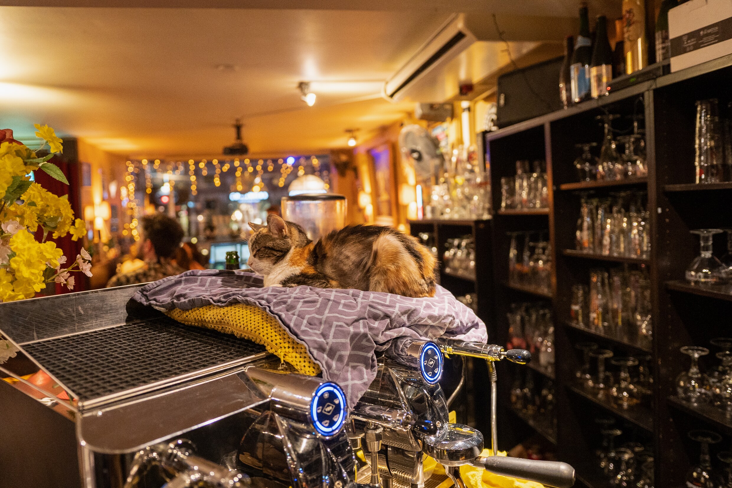 7 x de meest legendarische katten uit de Amsterdamse horeca | Het Parool