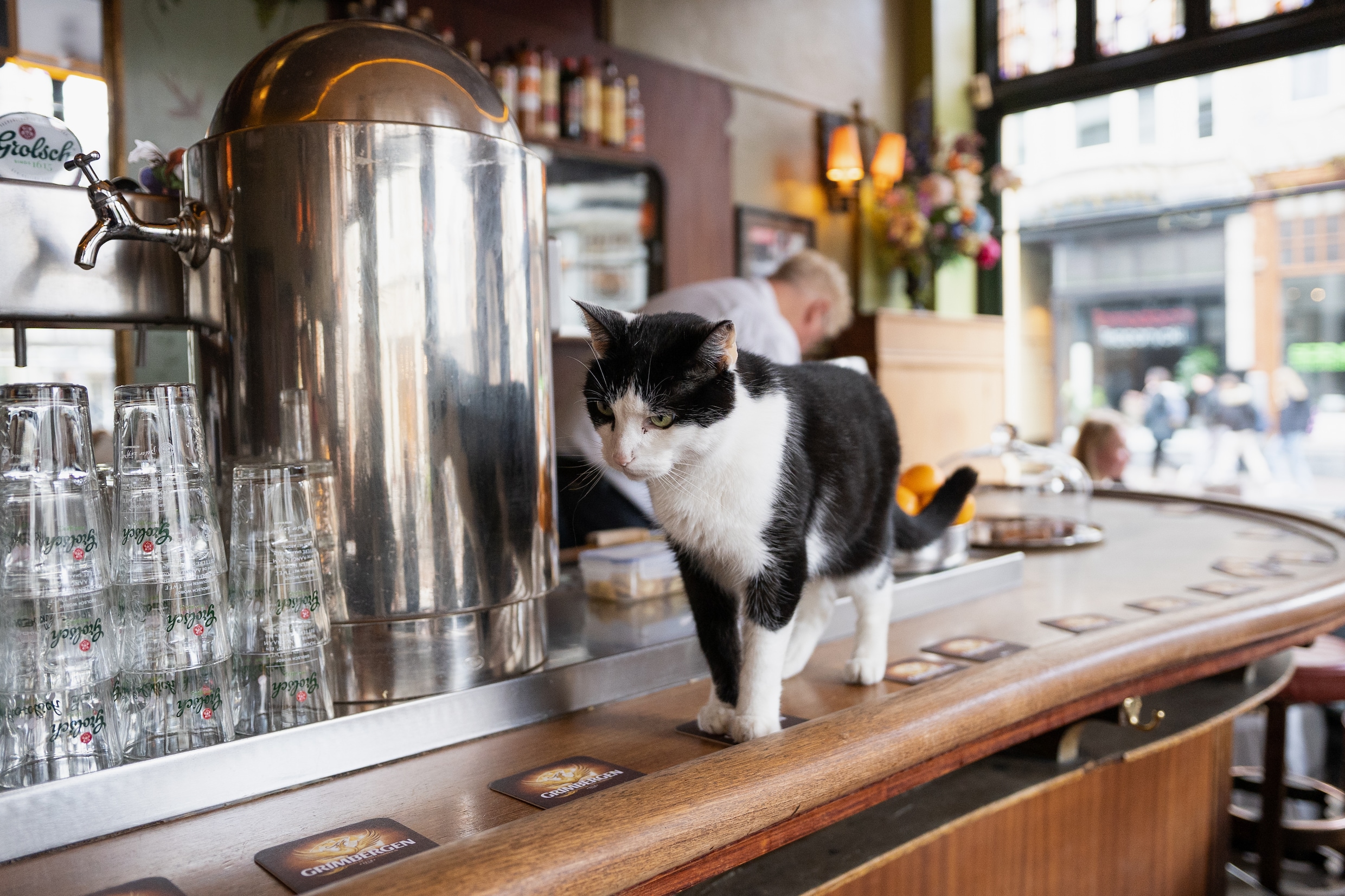 7 x de meest legendarische katten uit de Amsterdamse horeca | Het Parool