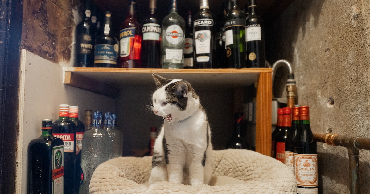 7 x de meest legendarische katten uit de Amsterdamse horeca | Het Parool