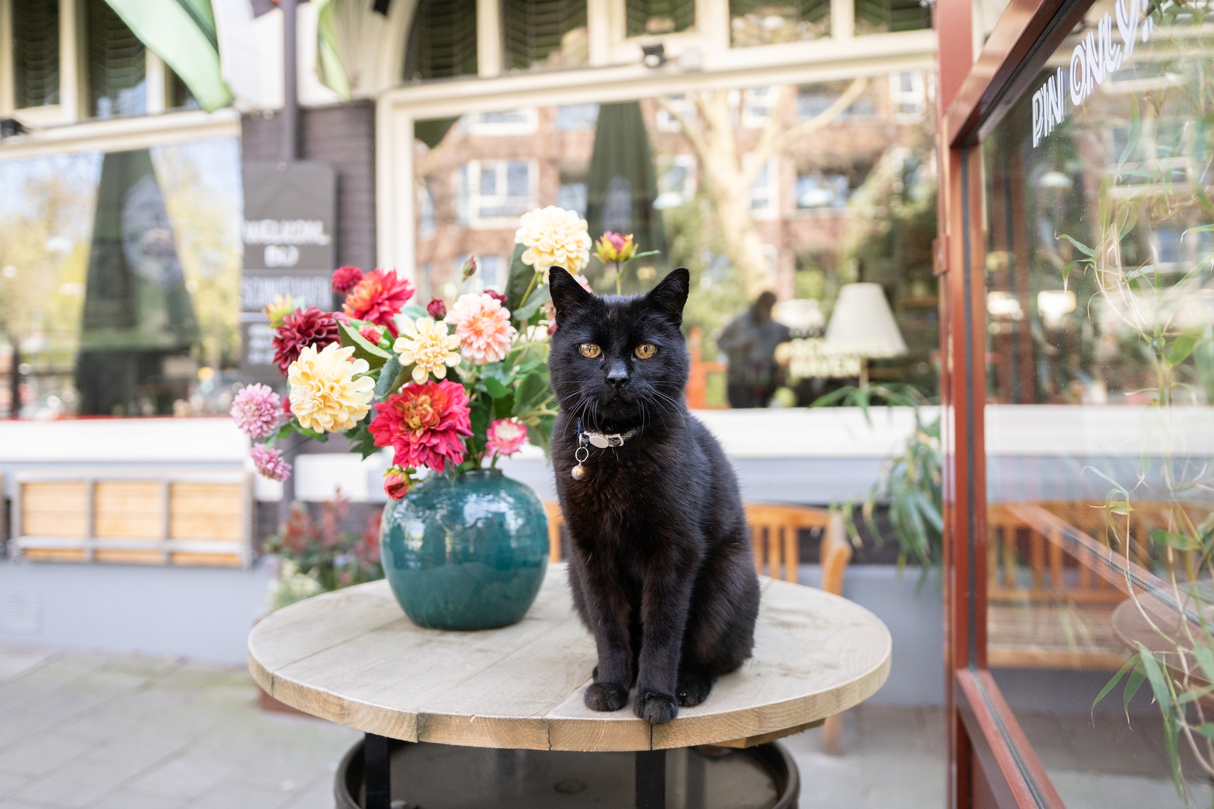 7 x de meest legendarische katten uit de Amsterdamse horeca | Het Parool