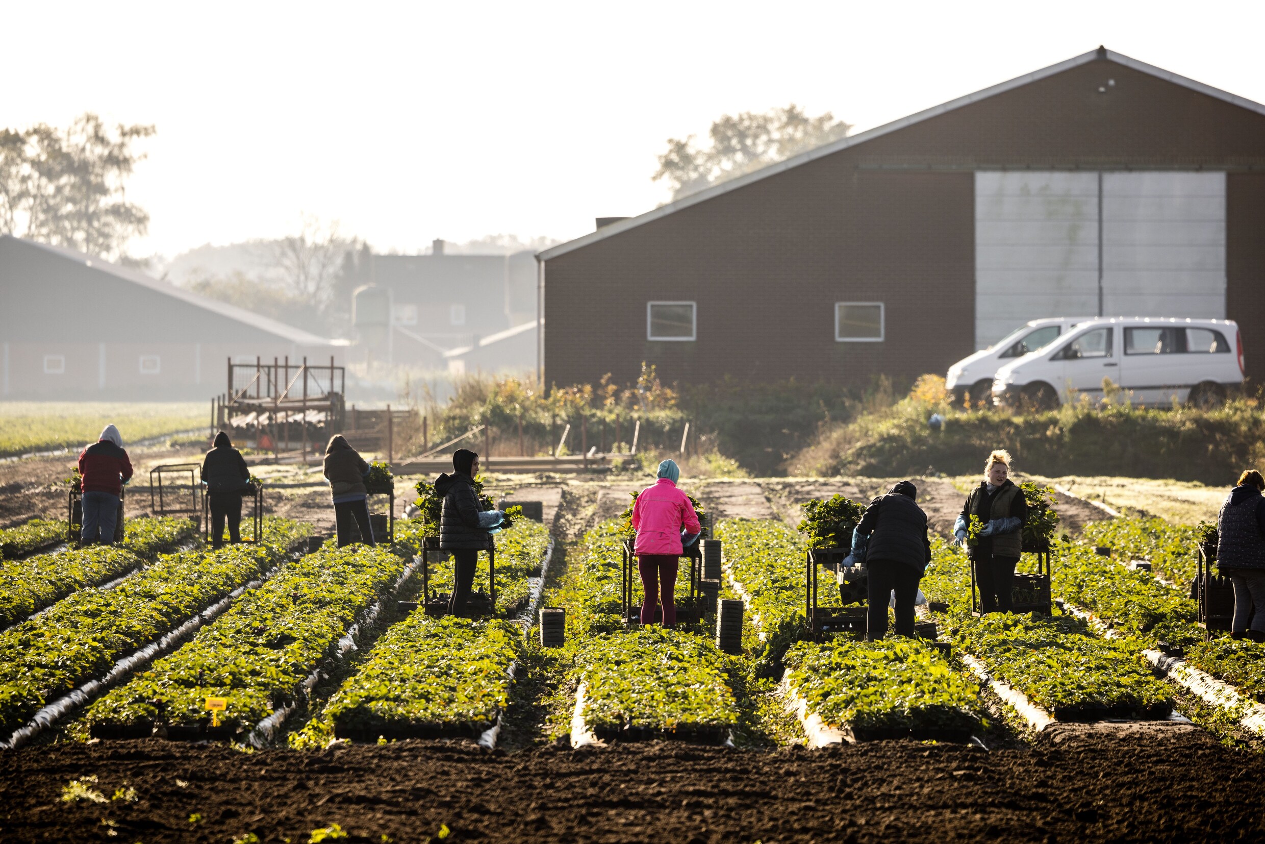 Taalles helpt om arbeidsmigranten naar Nederland te trekken, stelt ...