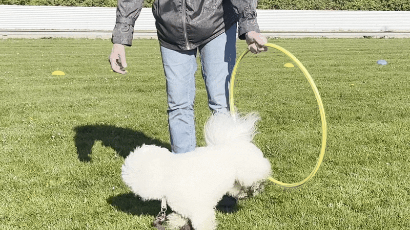 Zij ‘dansen’ met hun hond op muziek: ‘Flis heeft nu een burn-out, we ...