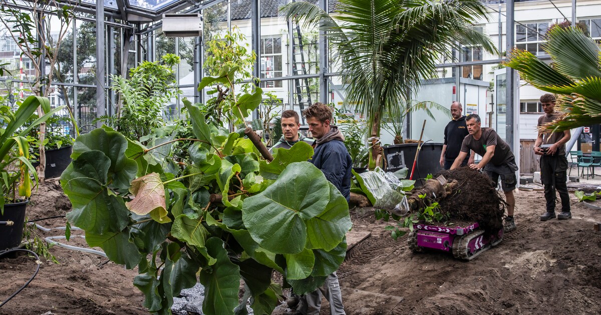 De tropische bomen zijn weer terug in de Hortus Botanicus, maar ze ...