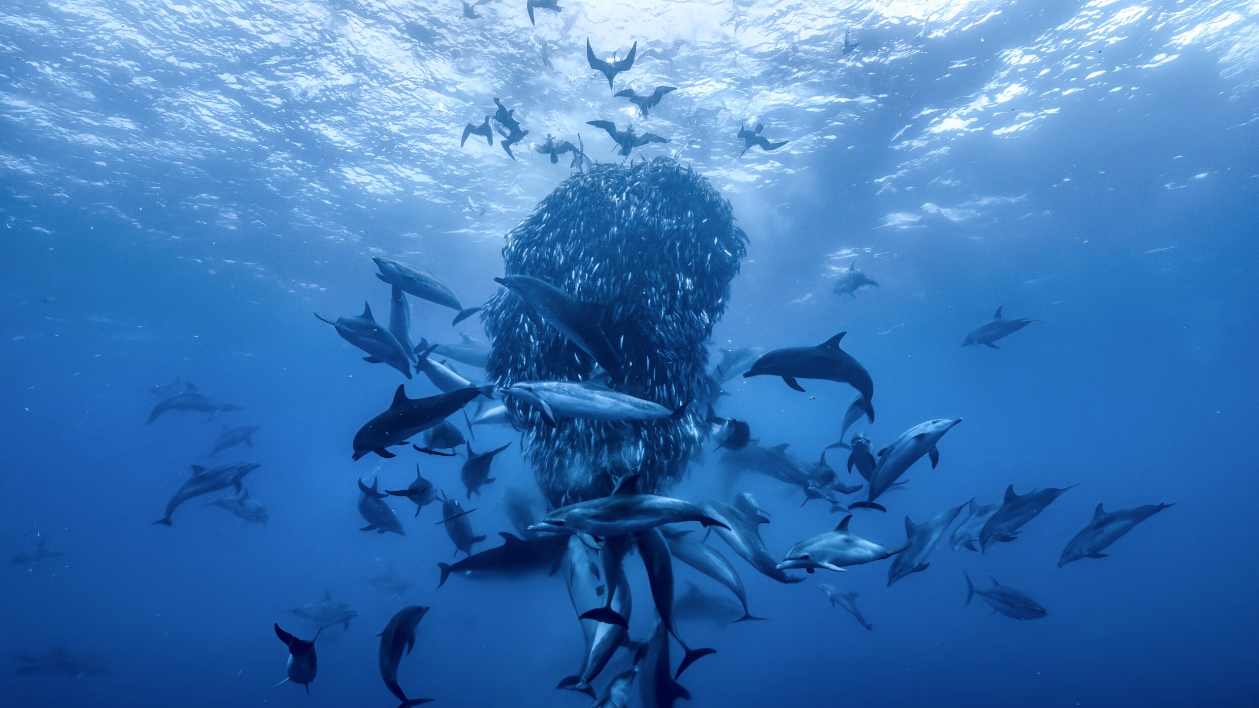 Nederlandse supermarkten bannen makreel: waarom ligt hij in andere ...
