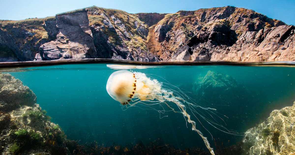 Recensie Ocean with David Attenborough: 99-jarige laat zien wat de mens ...