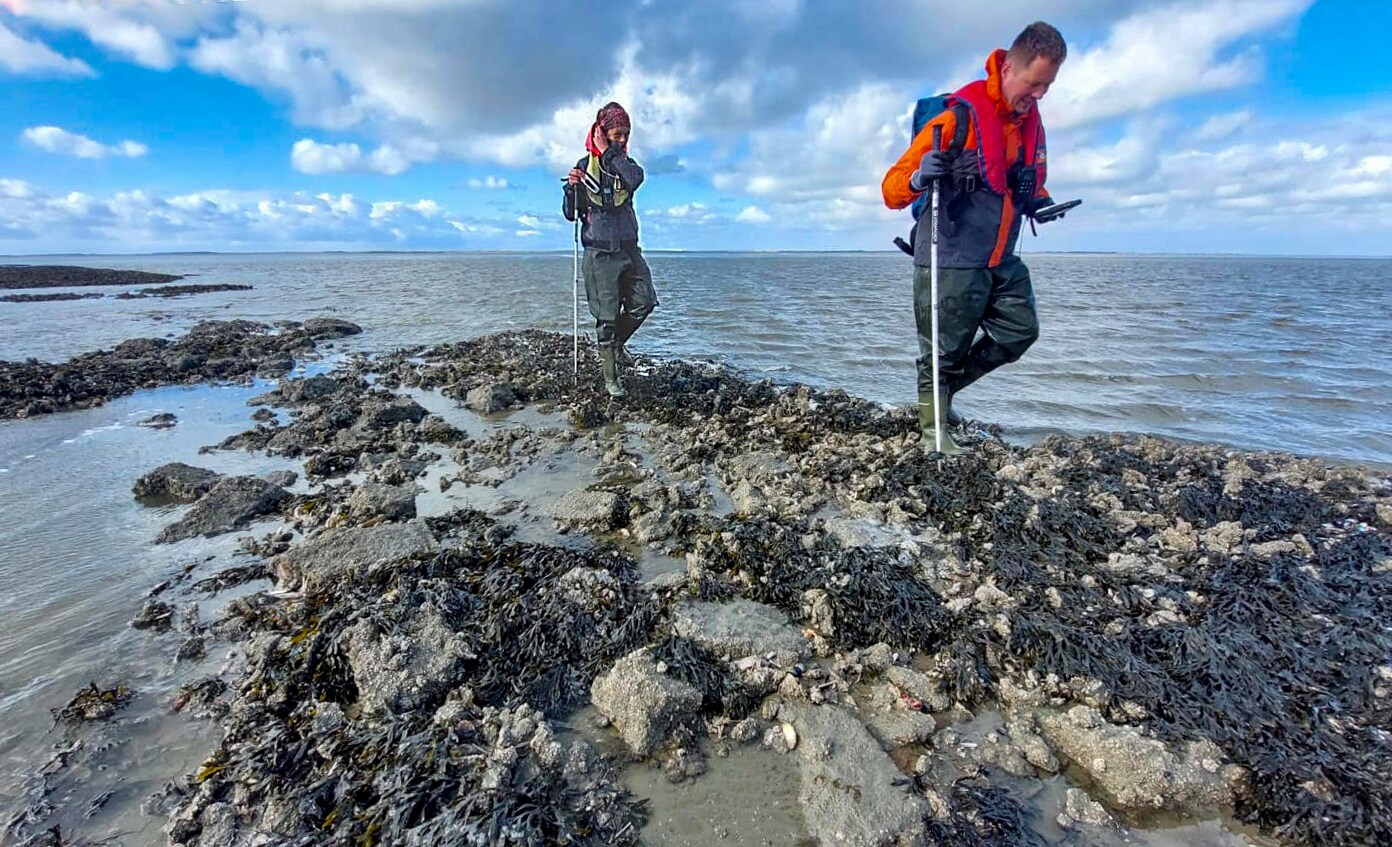 Mosselexplosie op de Waddenzee: 7000 hectare aan schelpen, zover het ...