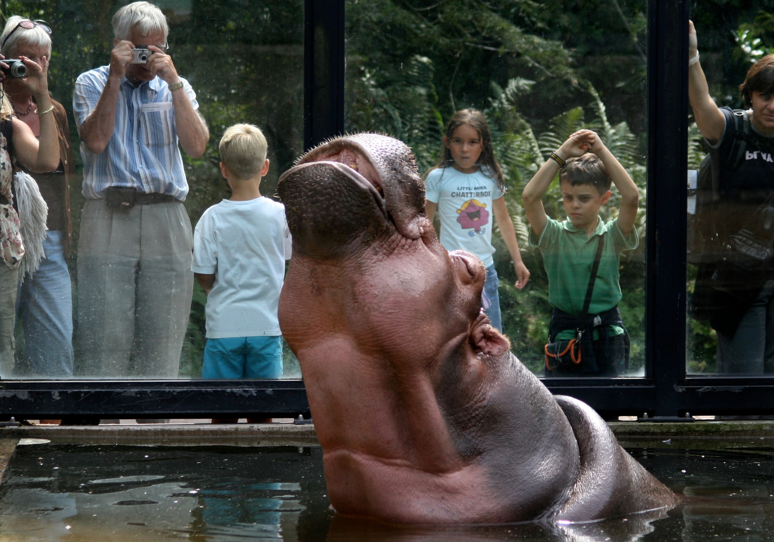 Overleden nijlpaard Tanja keert in opgezette vorm terug naar Artis ...