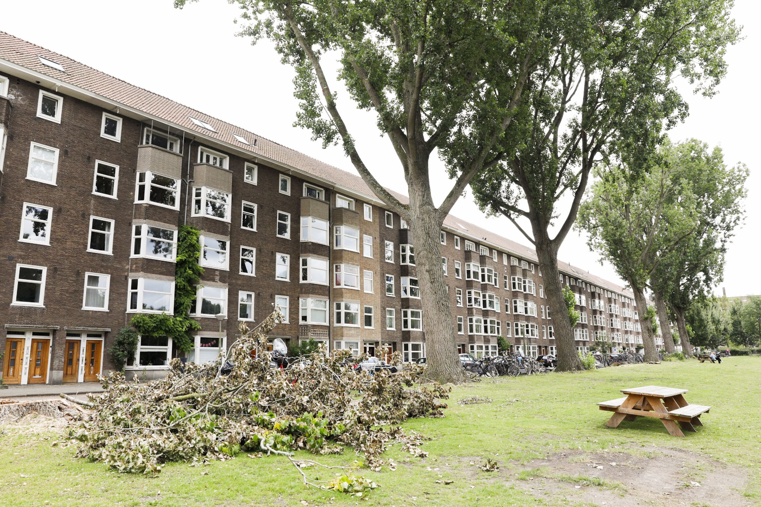 Populieren in Amsterdam-West gered met nieuwe snoeimethode: ‘Heel ...