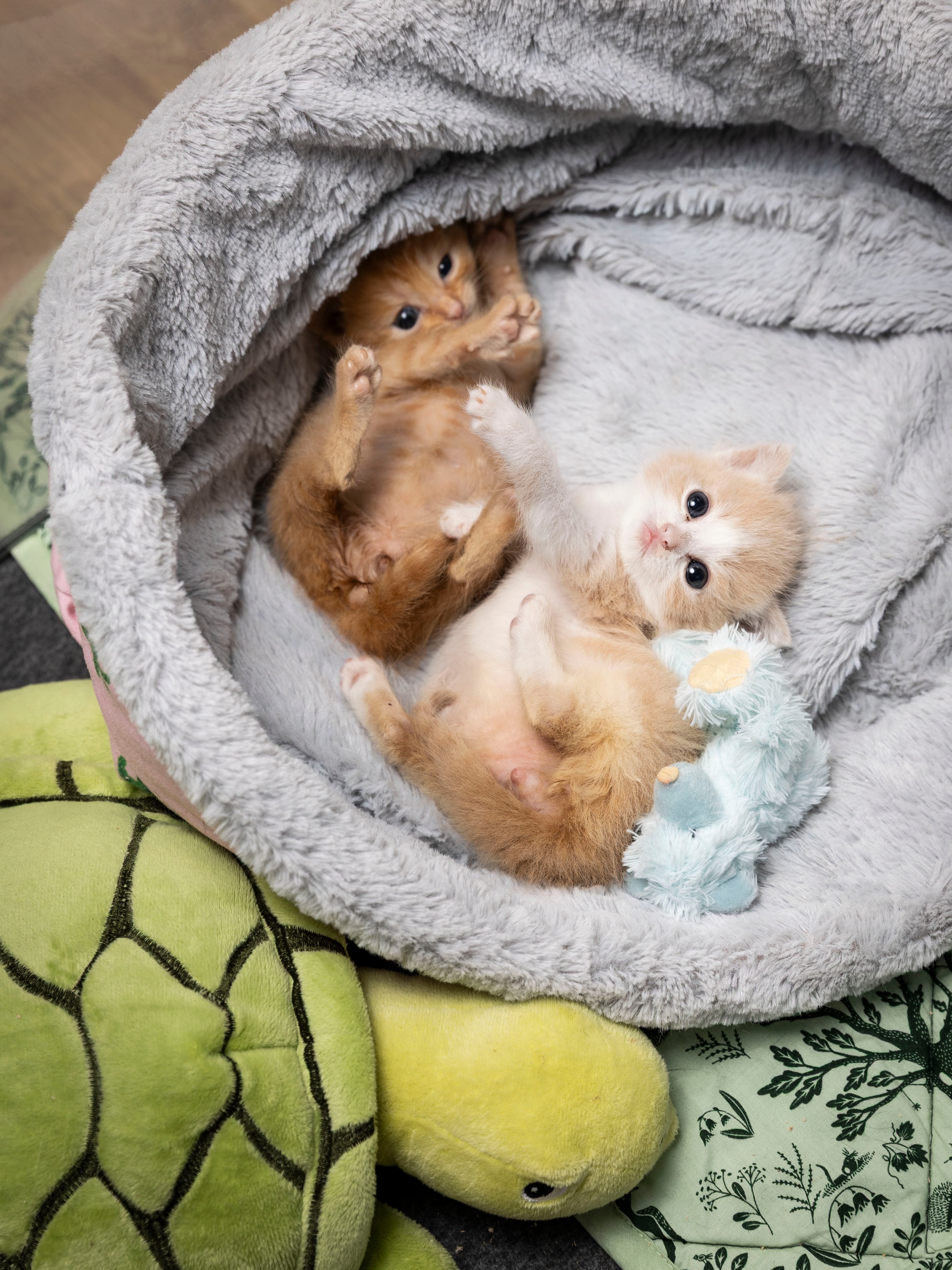 Joke (70) ontfermt zich al 50 jaar over verweesde dieren: ‘In de jaren ...