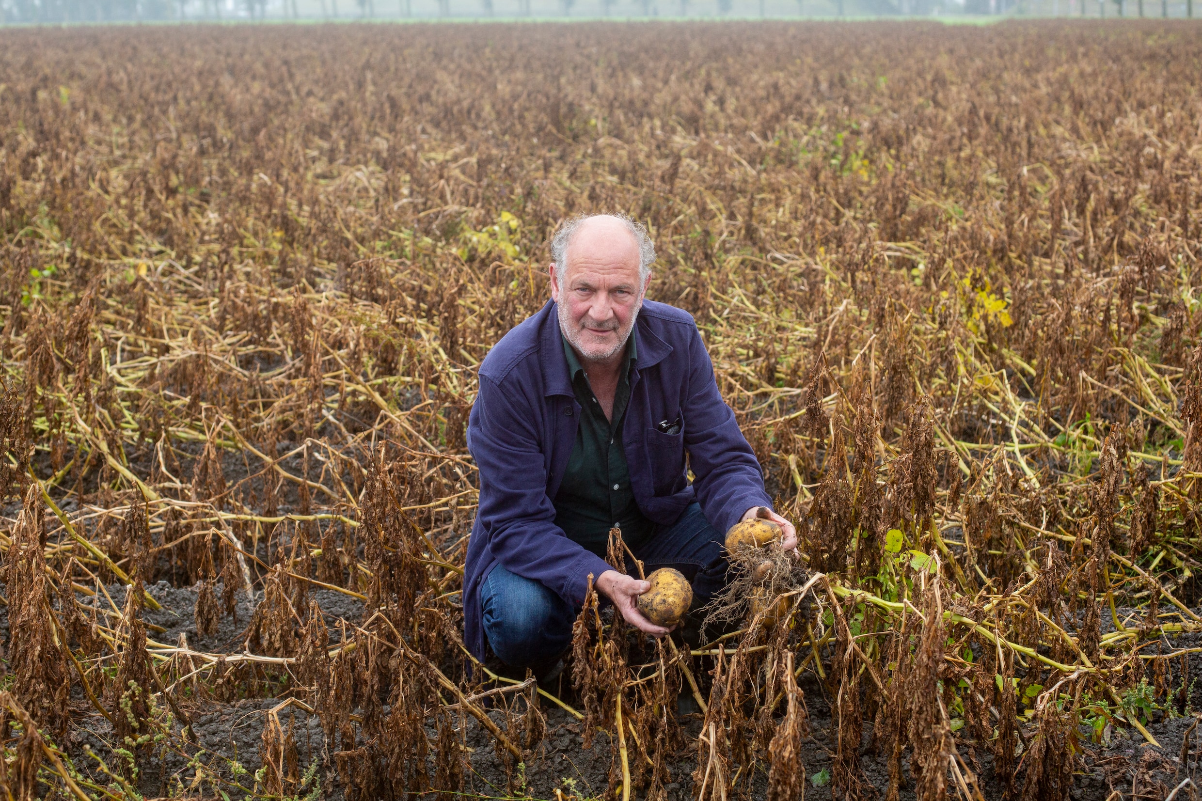 De aardappel krijgt te weinig waardering, vindt deze kenner: ‘Je kunt ...